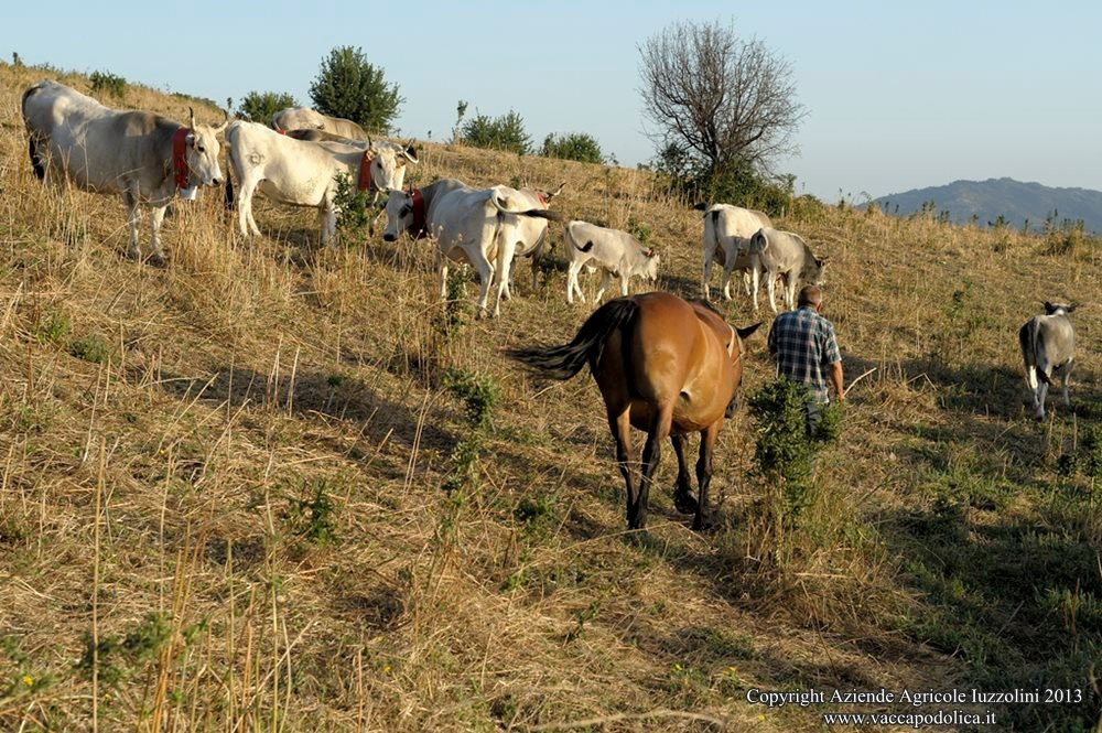 VACCHE PODOLICHE - Allevamento in Calabria di vacche podoliche, buoi ...