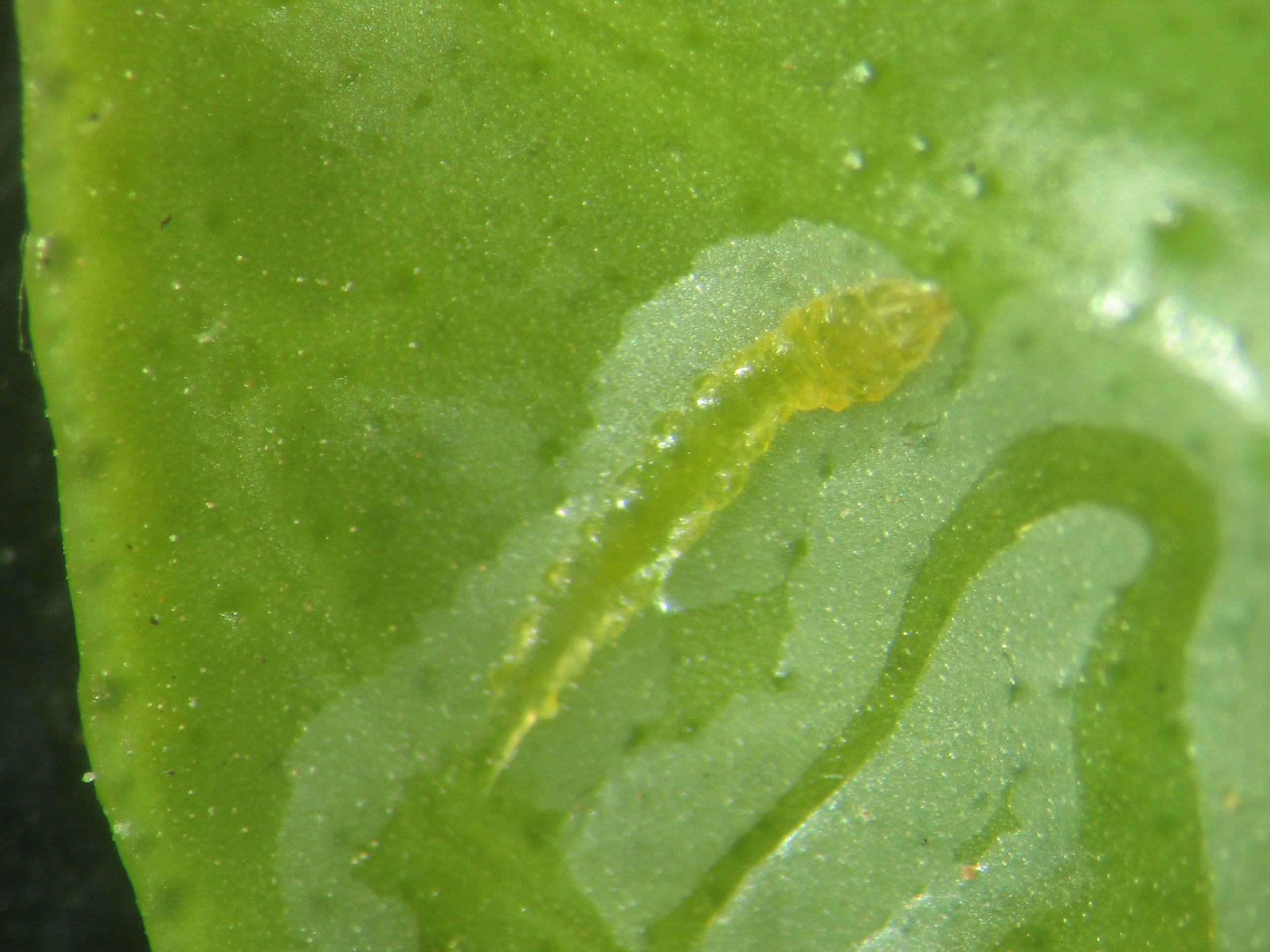 MINADOR DE HOJAS - SOLNATUR, JARDINERIA-PODAS-TALAS-DESBROZADO ...