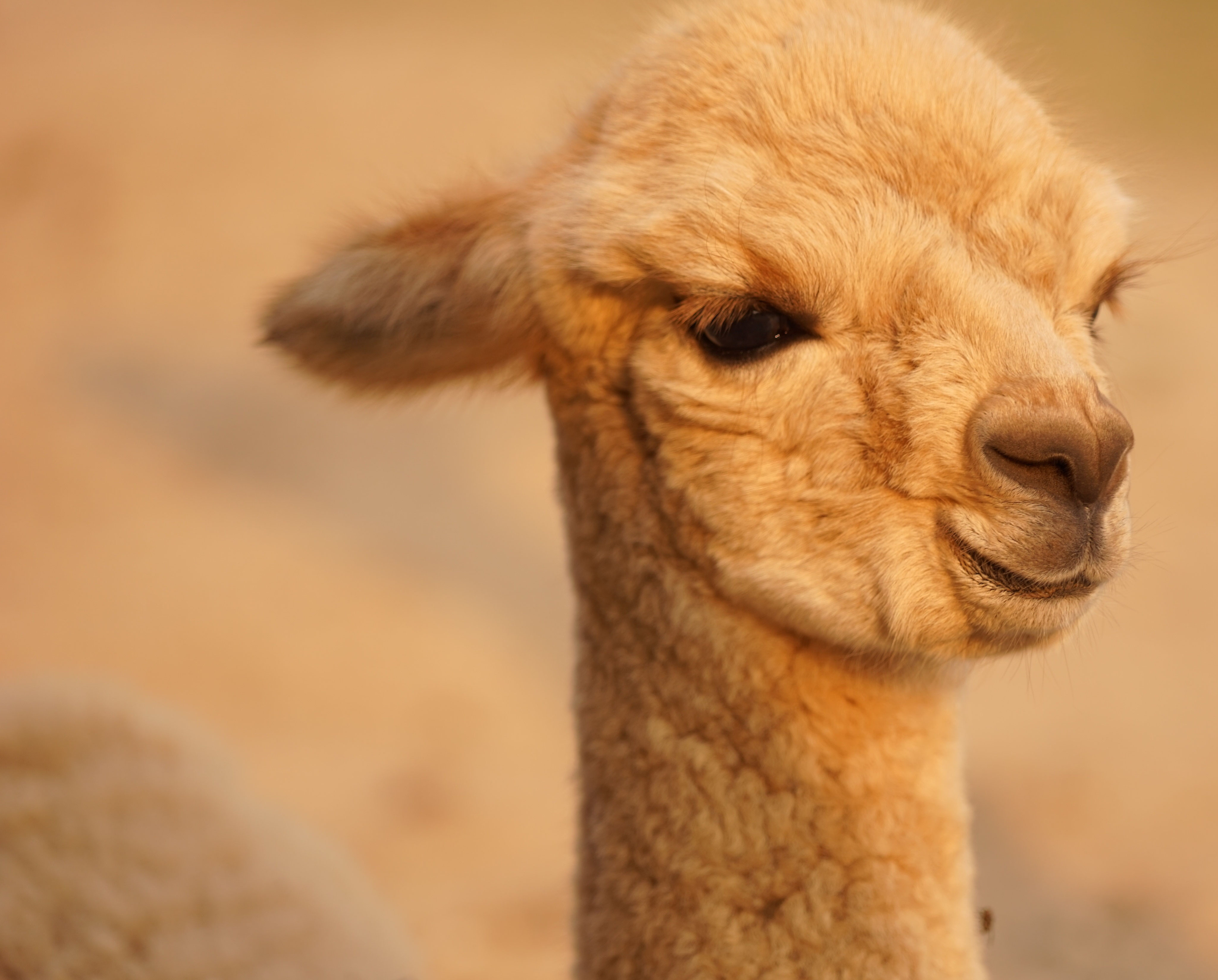 Alpakawolle waschen - Die Alpakaflüsterin | Alpaca Finca im Spreewald ...