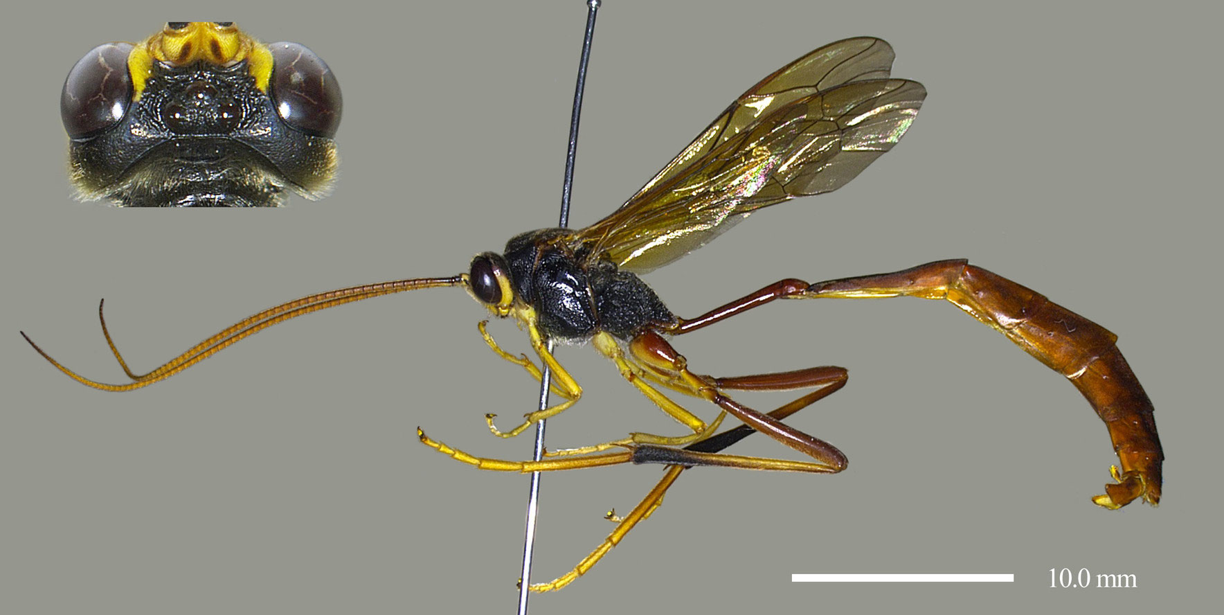Habronyx (Habronyx) - Image Database of Parasitoid Wasps