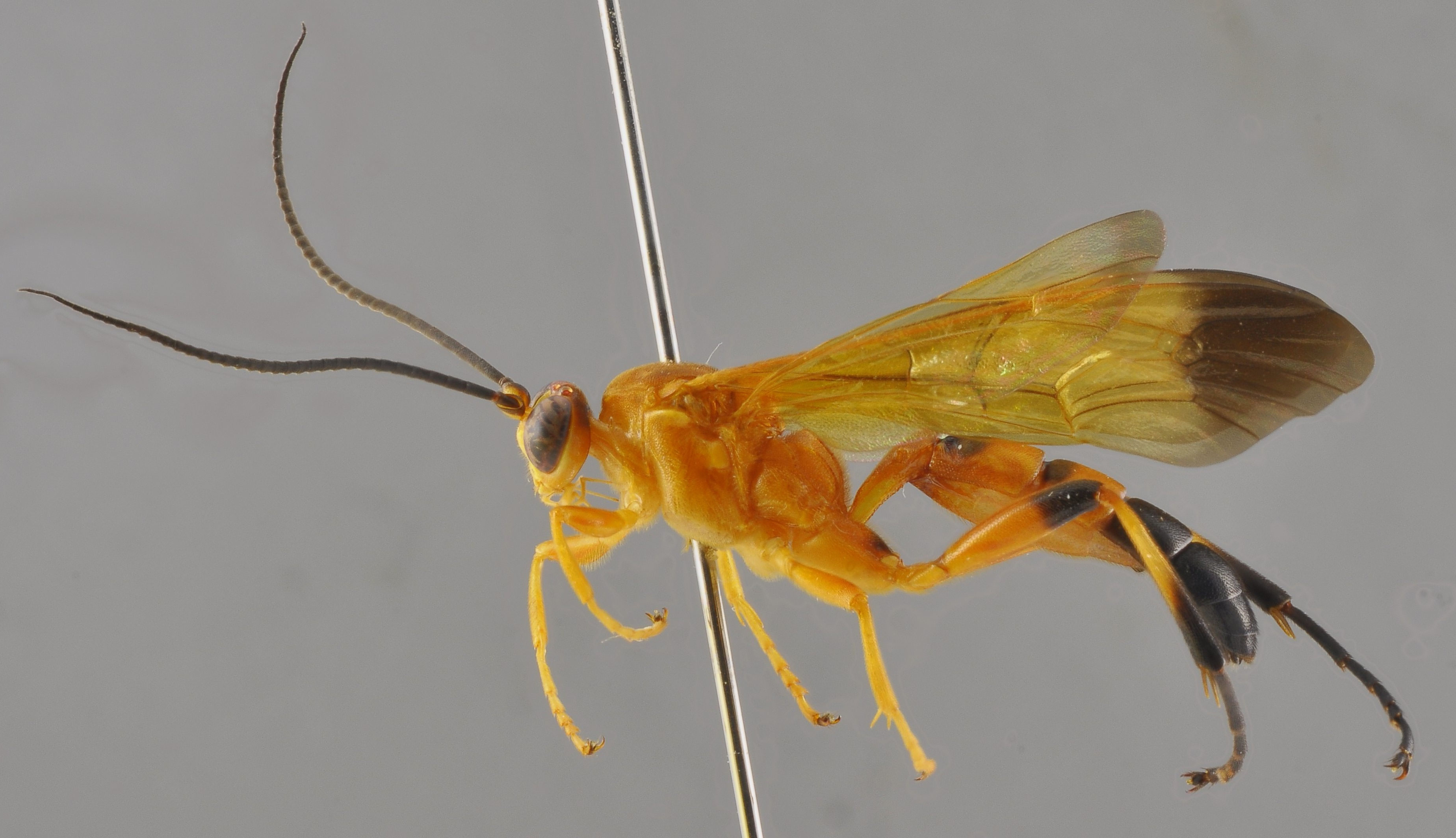 Facydes - Image Database of Parasitoid Wasps