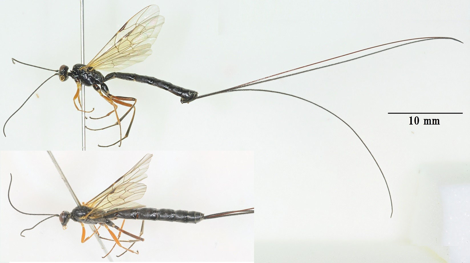 Ephialtes - Image Database of Parasitoid Wasps