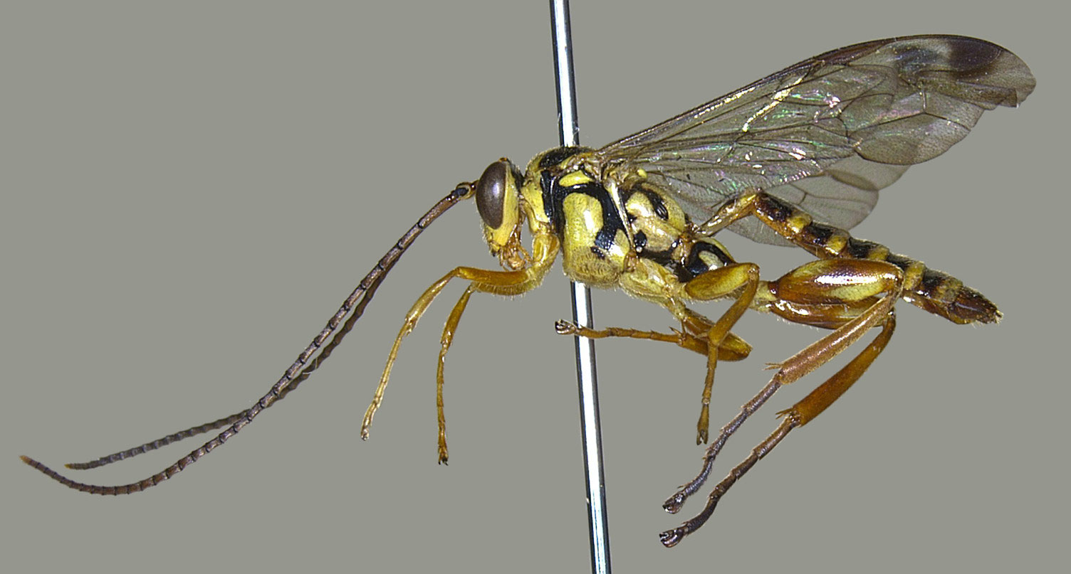 Echthromorpha - Image Database of Parasitoid Wasps