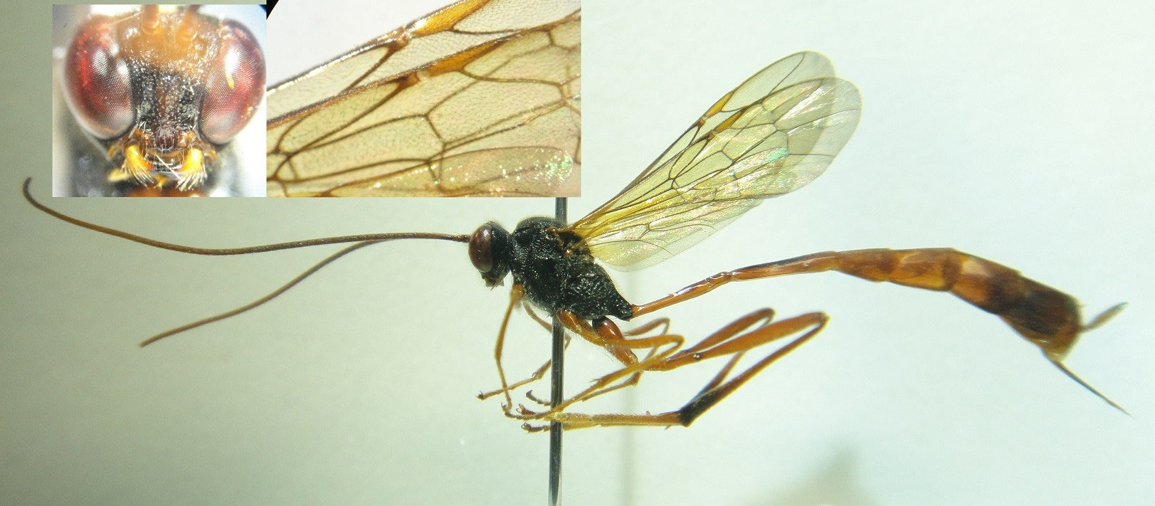 Heteropelma - Image Database of Parasitoid Wasps