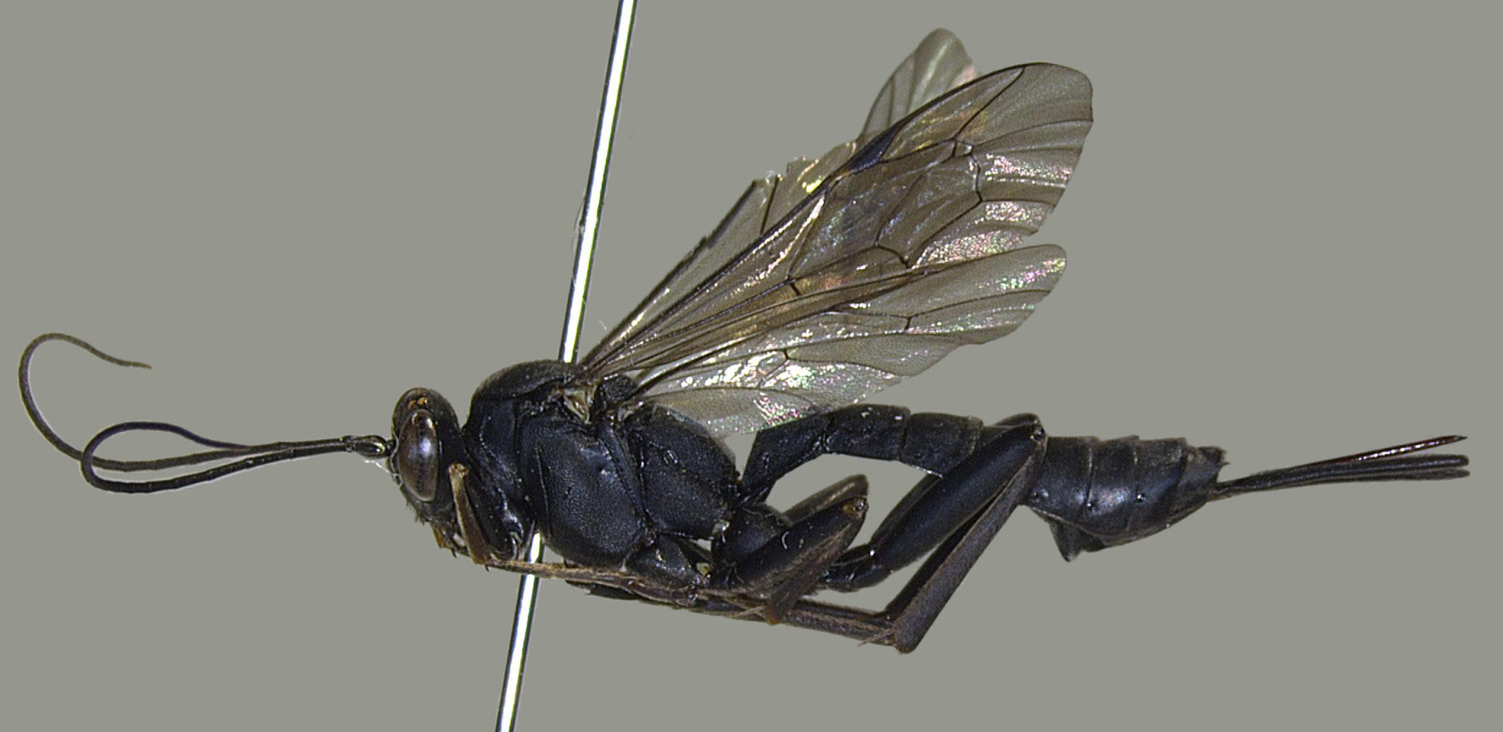 Pimpla - Image Database of Parasitoid Wasps
