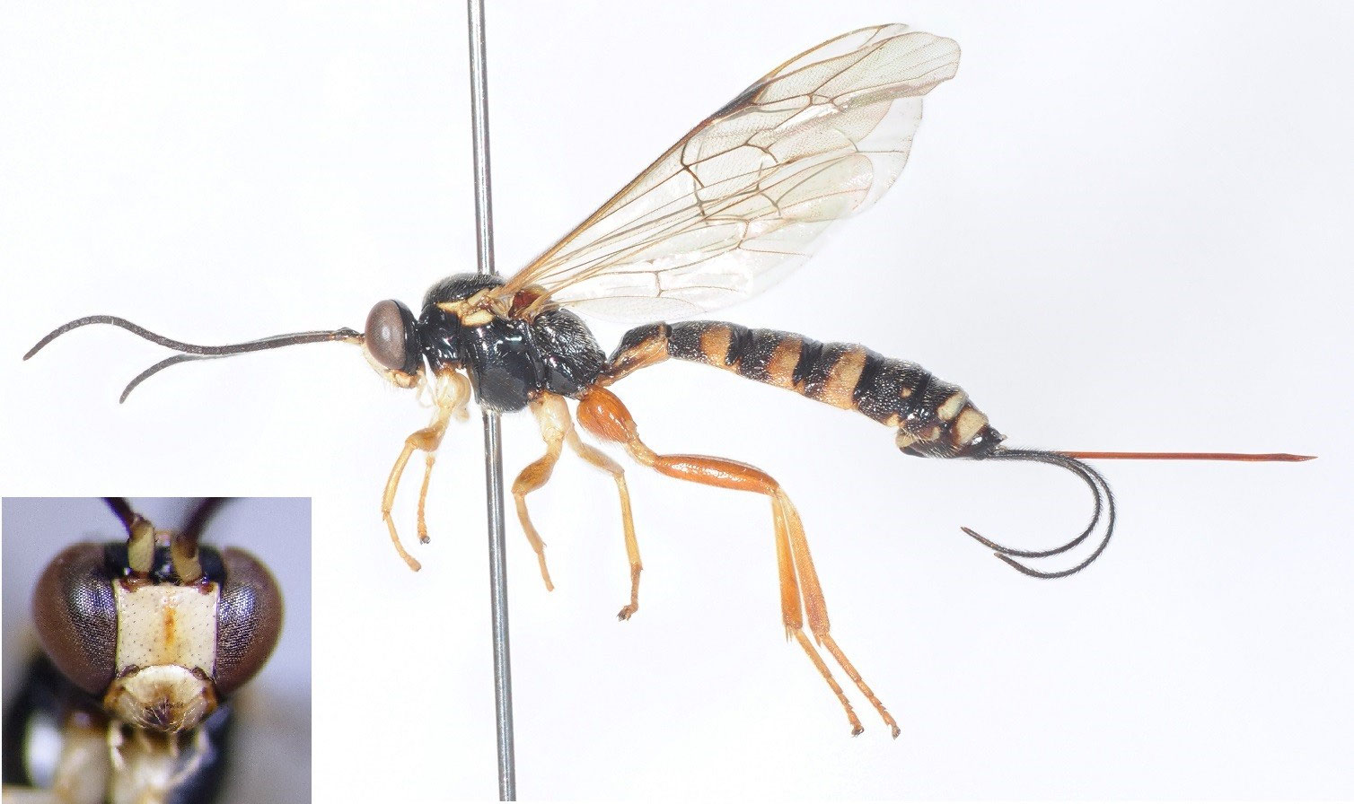 Acropimpla - Image Database of Parasitoid Wasps