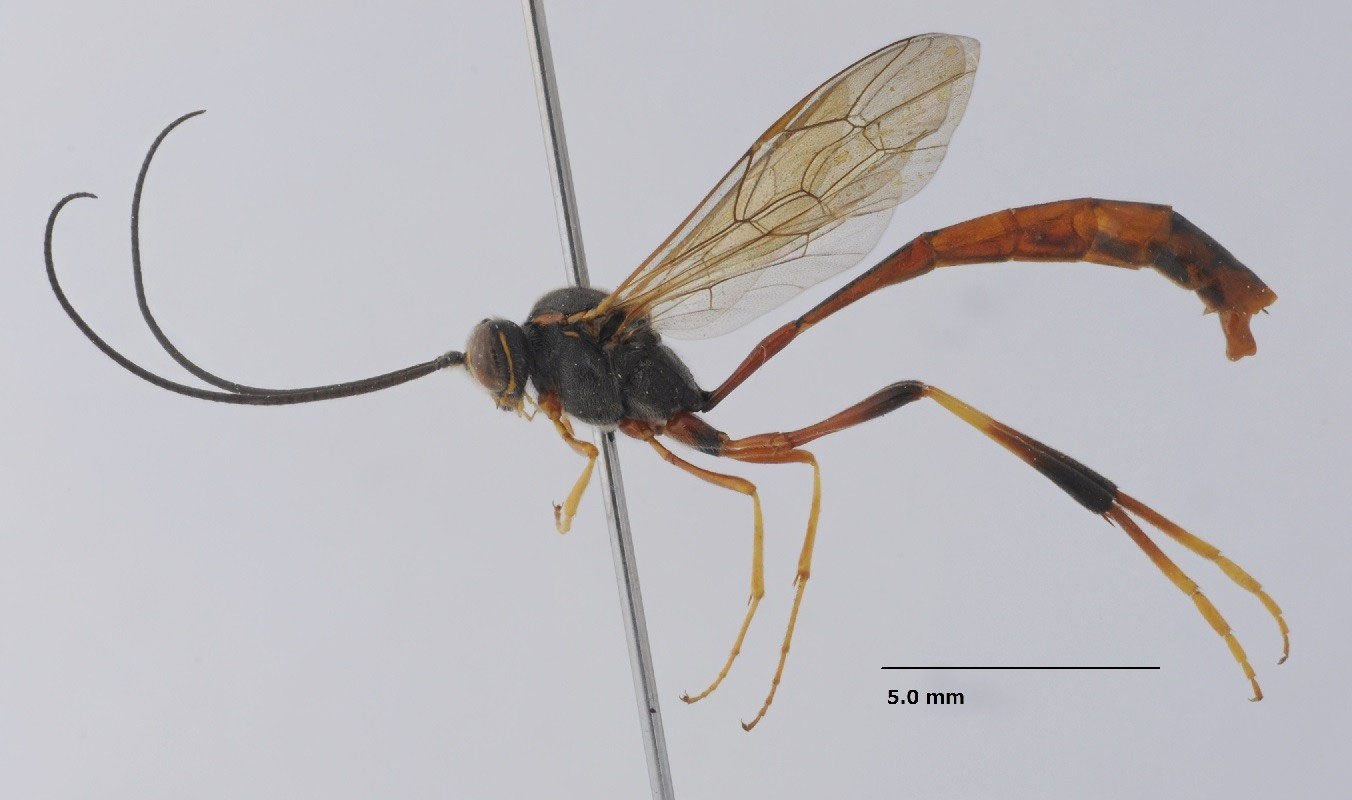 Trichomma - Image Database of Parasitoid Wasps