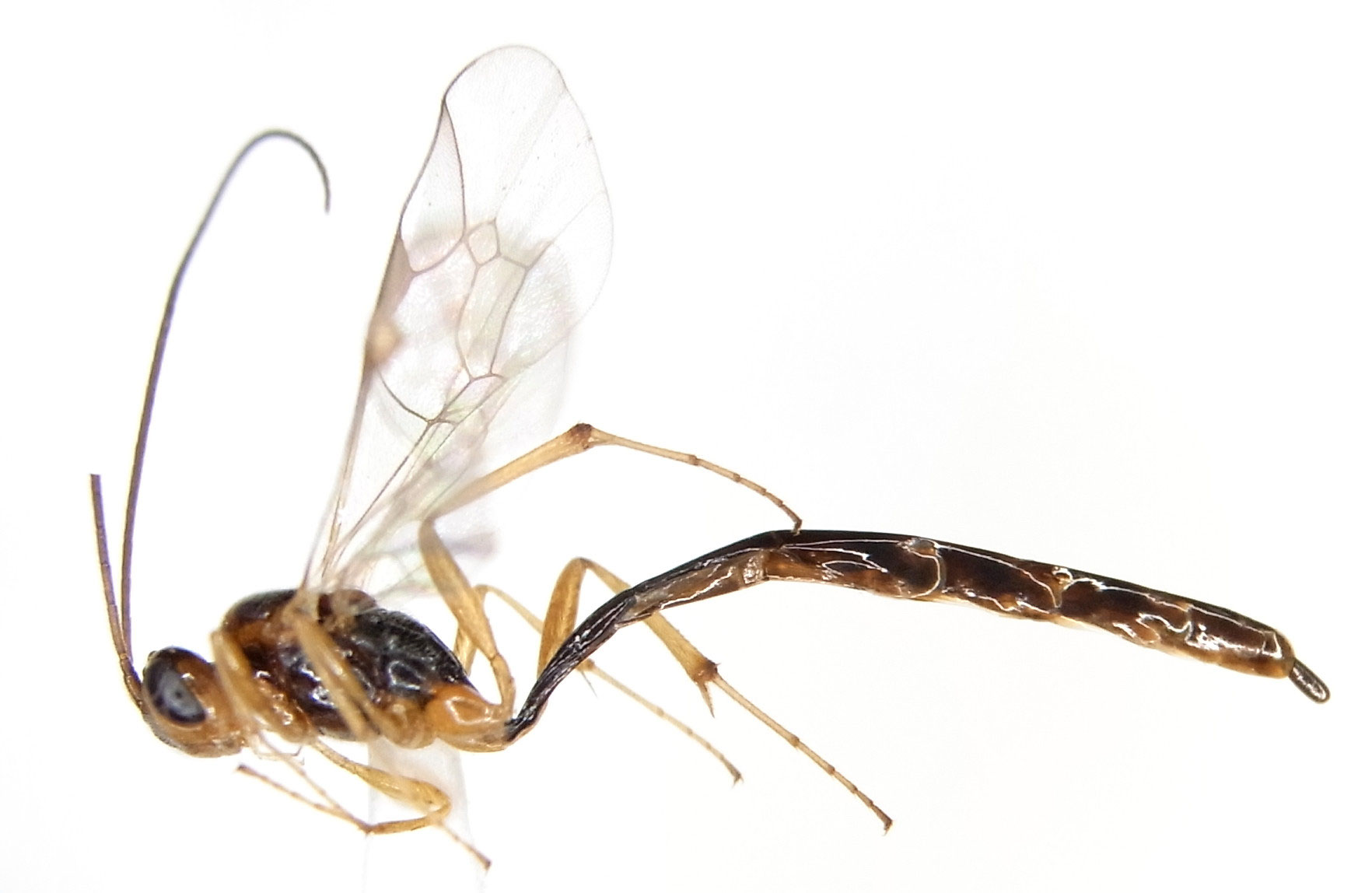 Mesochorus - Image Database of Parasitoid Wasps