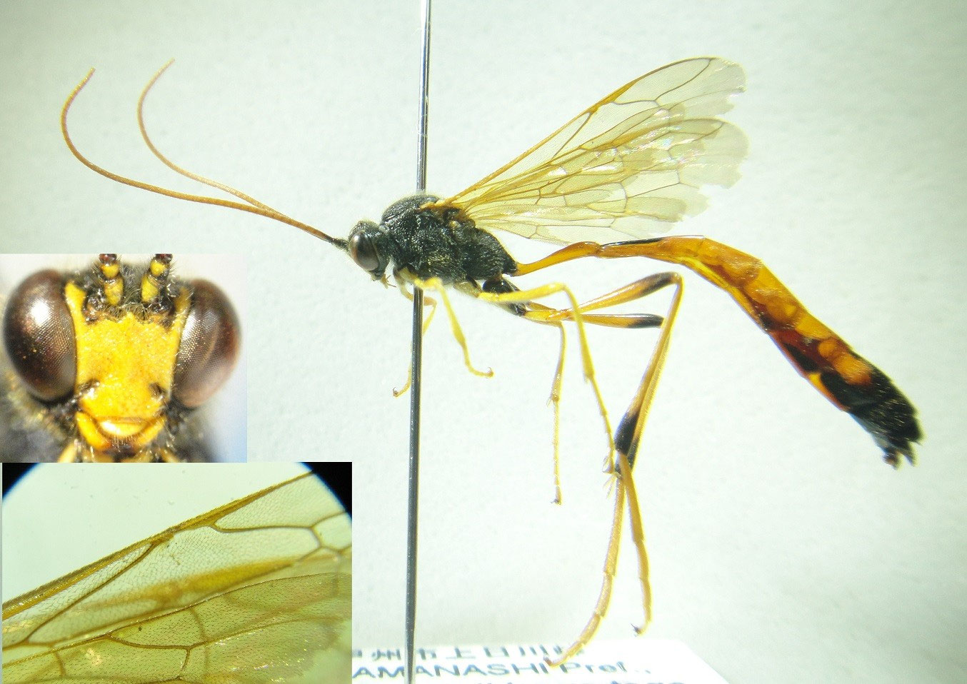 Therion - Image Database of Parasitoid Wasps