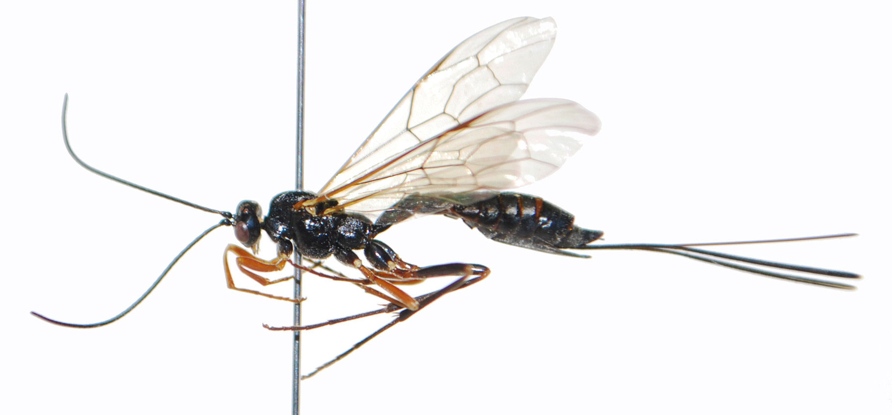 Coleocentrus - Image Database of Parasitoid Wasps