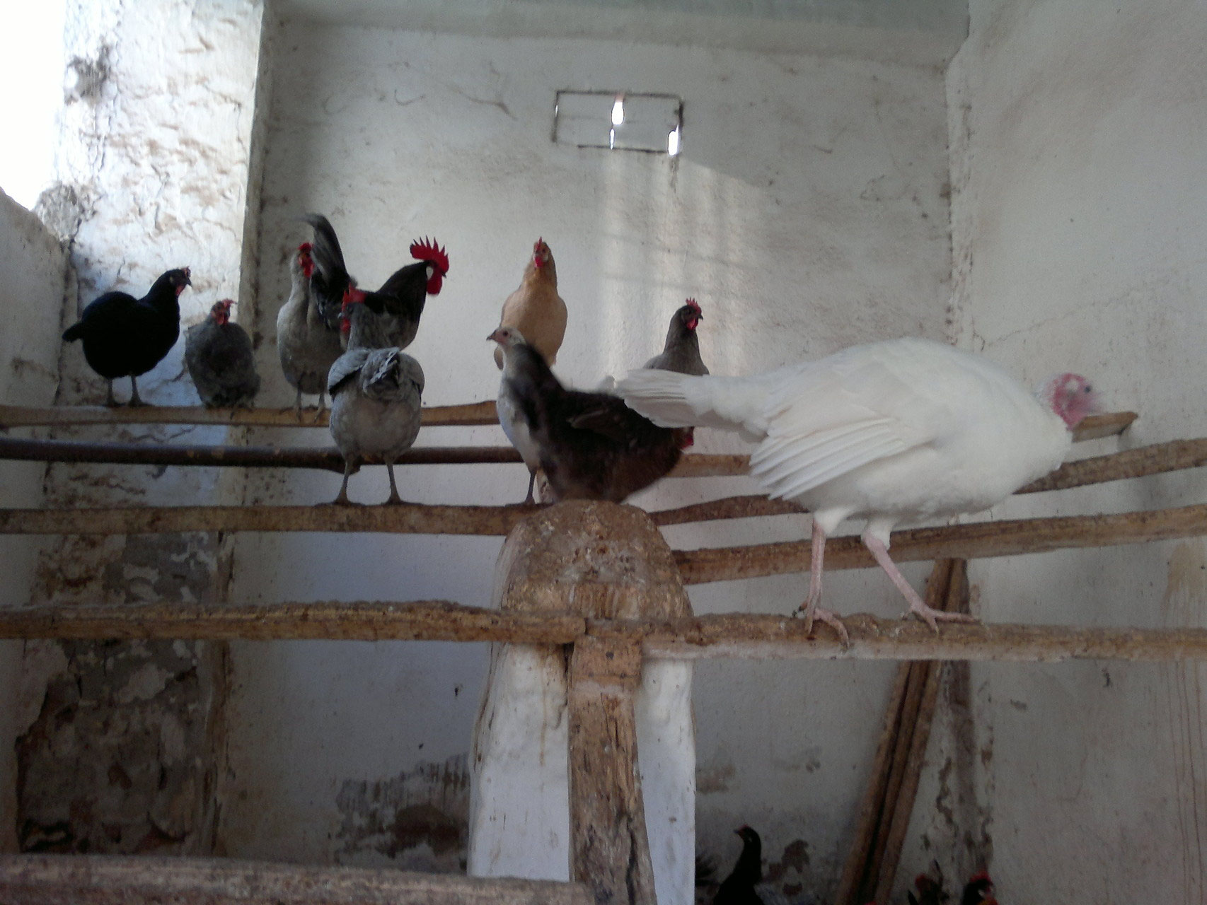 CRÍA DE POLLOS DE CORRAL - Página web de Sabariego