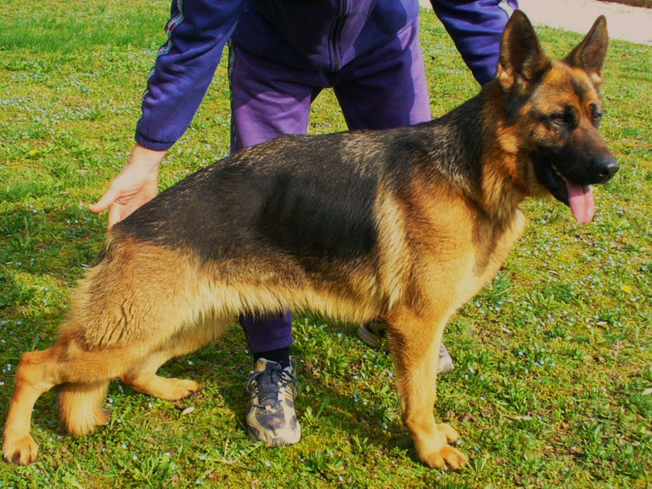 accoppiamenti - PASTORE TEDESCO alta selezione del pastore tedesco