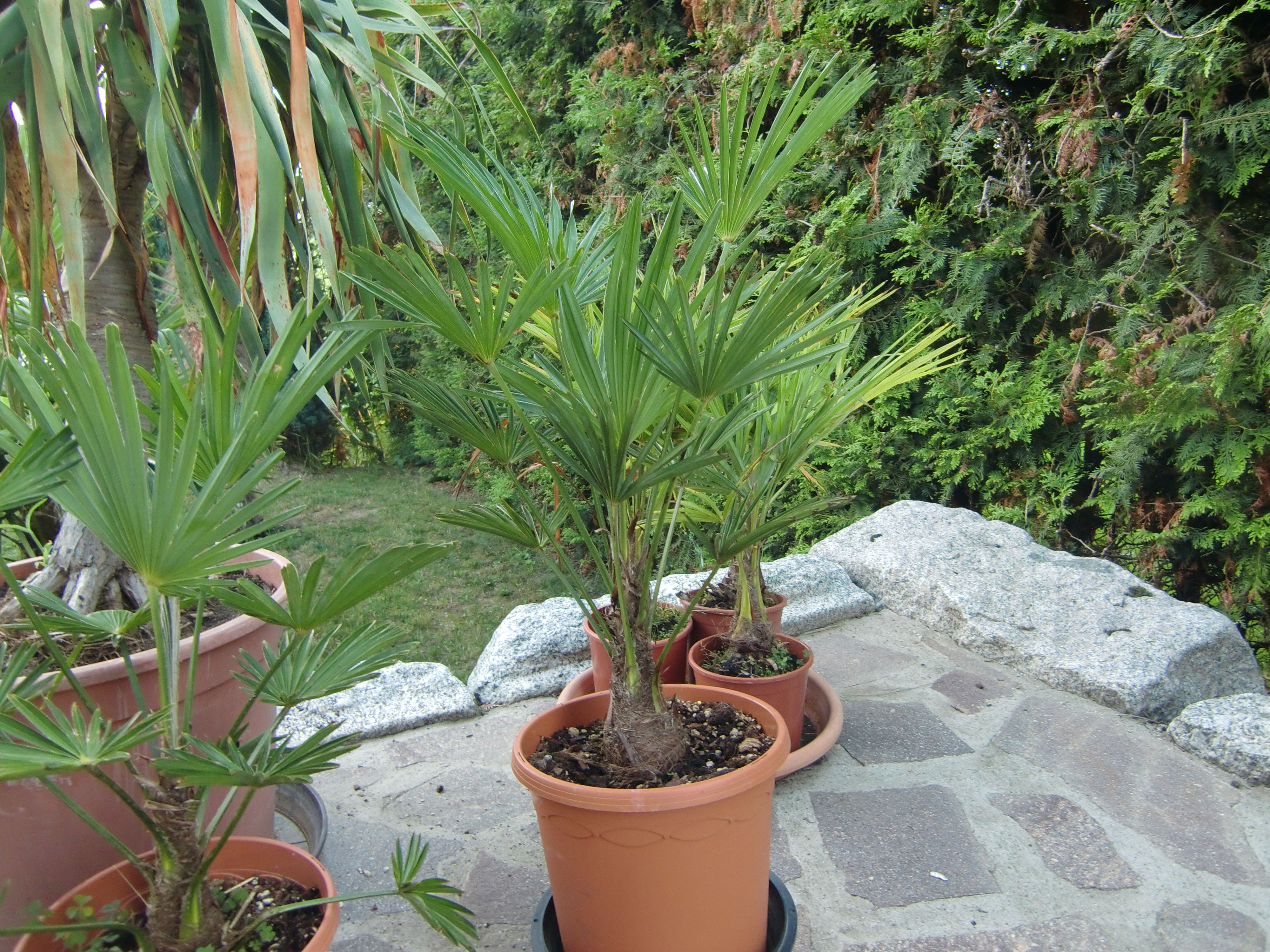 Chinesische Hanfpalme Trachycarpus Fortunei - palmsandmores Webseite! Chinesische Hanfpalme Trachycarpus Fortunei - palmsandmores Webseite!