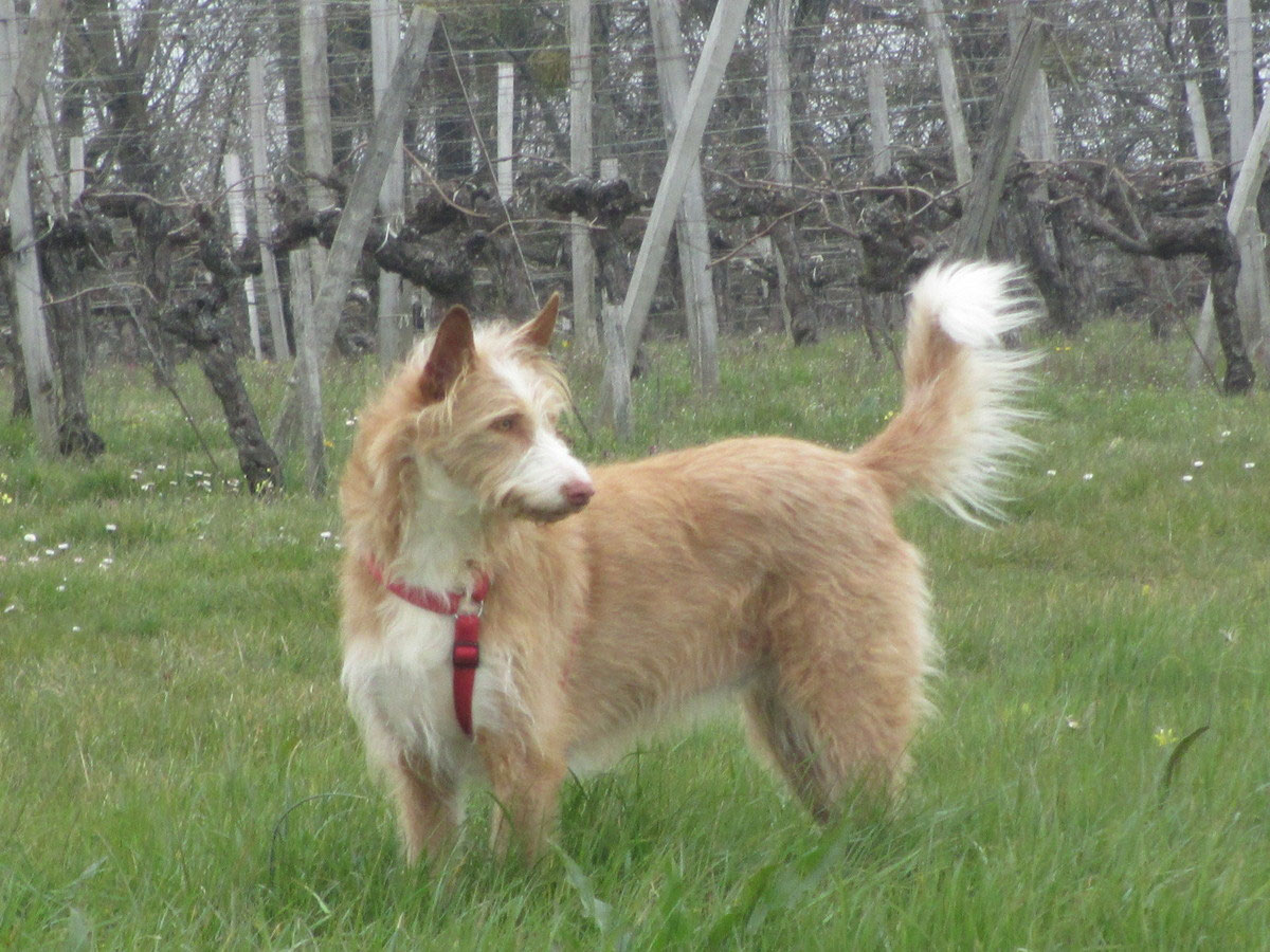 Le podenco - Le Cercle Des Podencos
