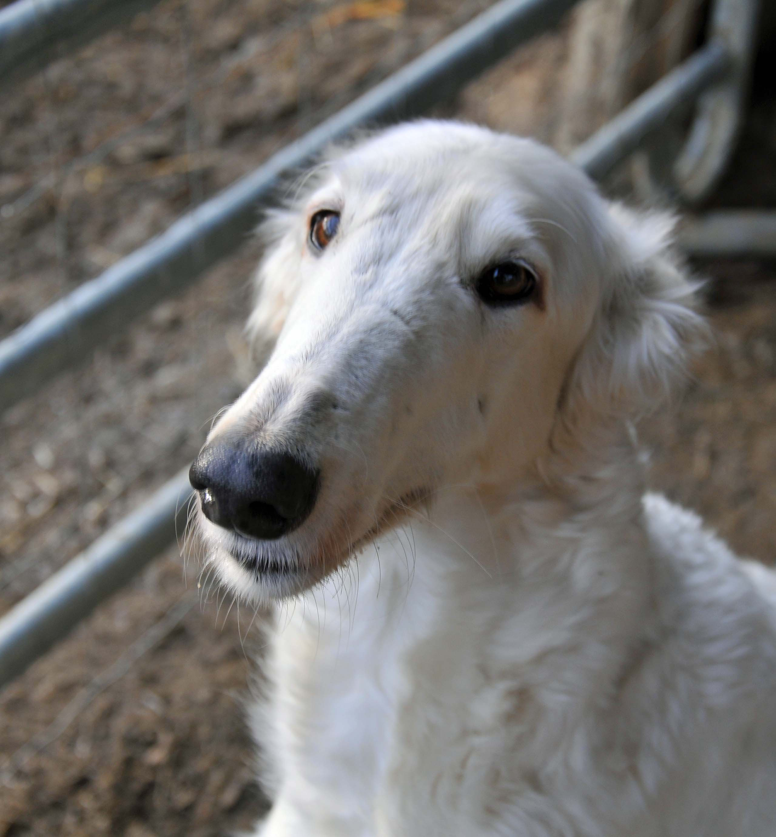 Ulaika Tsar Borzois - Barsoi, Welpen, Zucht, Österreich