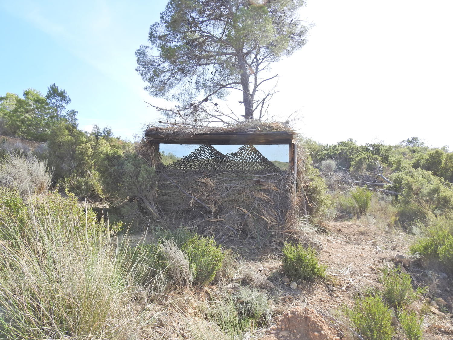 El Enebro hide (Bonelli's eagle) - Turia hides, turismo fotográfico de ...