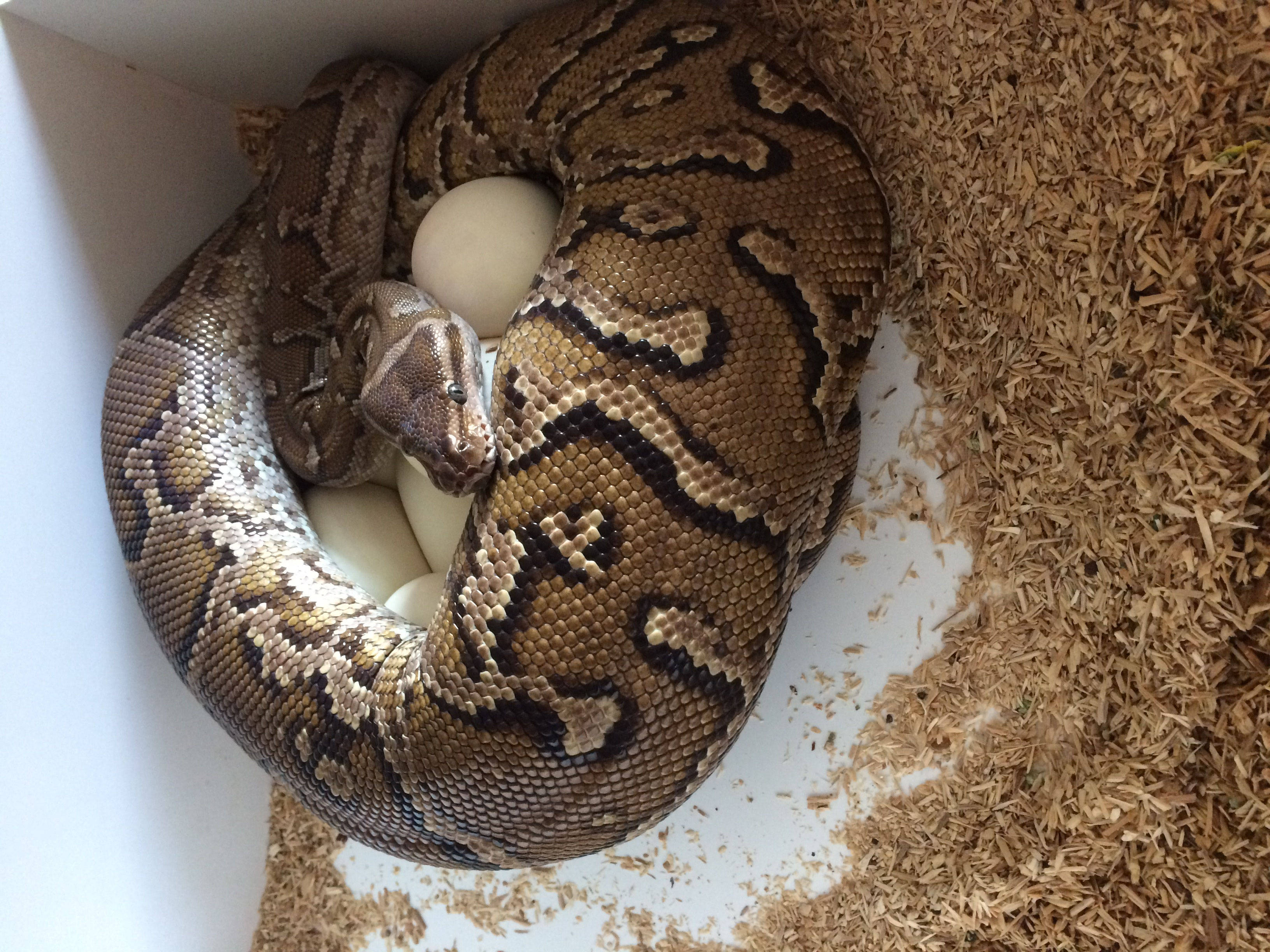 PYTHON ANCHIETAE - Willkommen auf pythonpirat.de