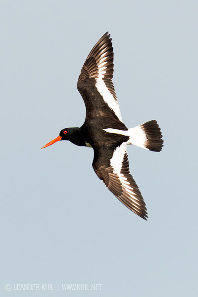Po Delta, Italy - Leander Khil | Birds/Conservation/Photography