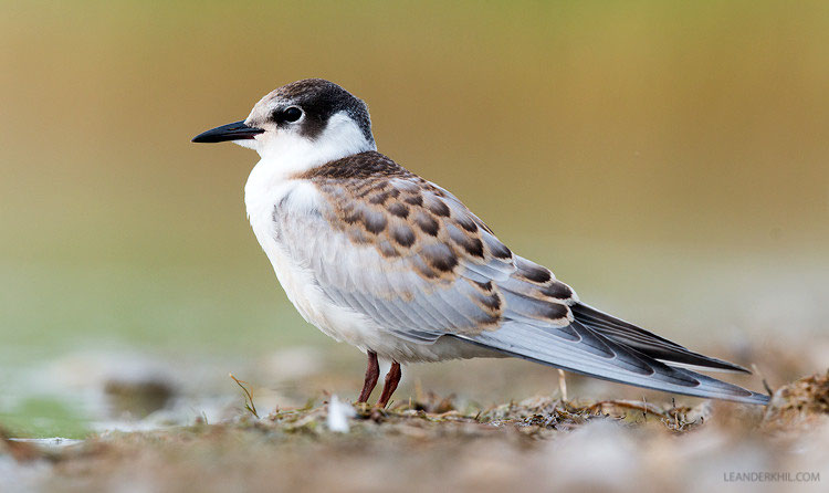 whiskered tern identification