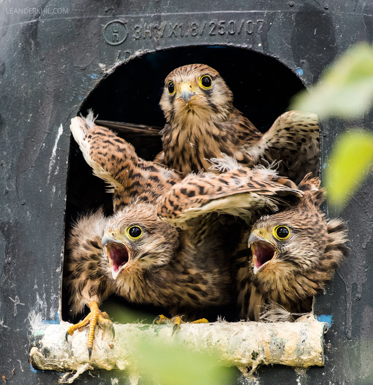 ORF Universum - Leander Khil | Birds/Conservation/Photography