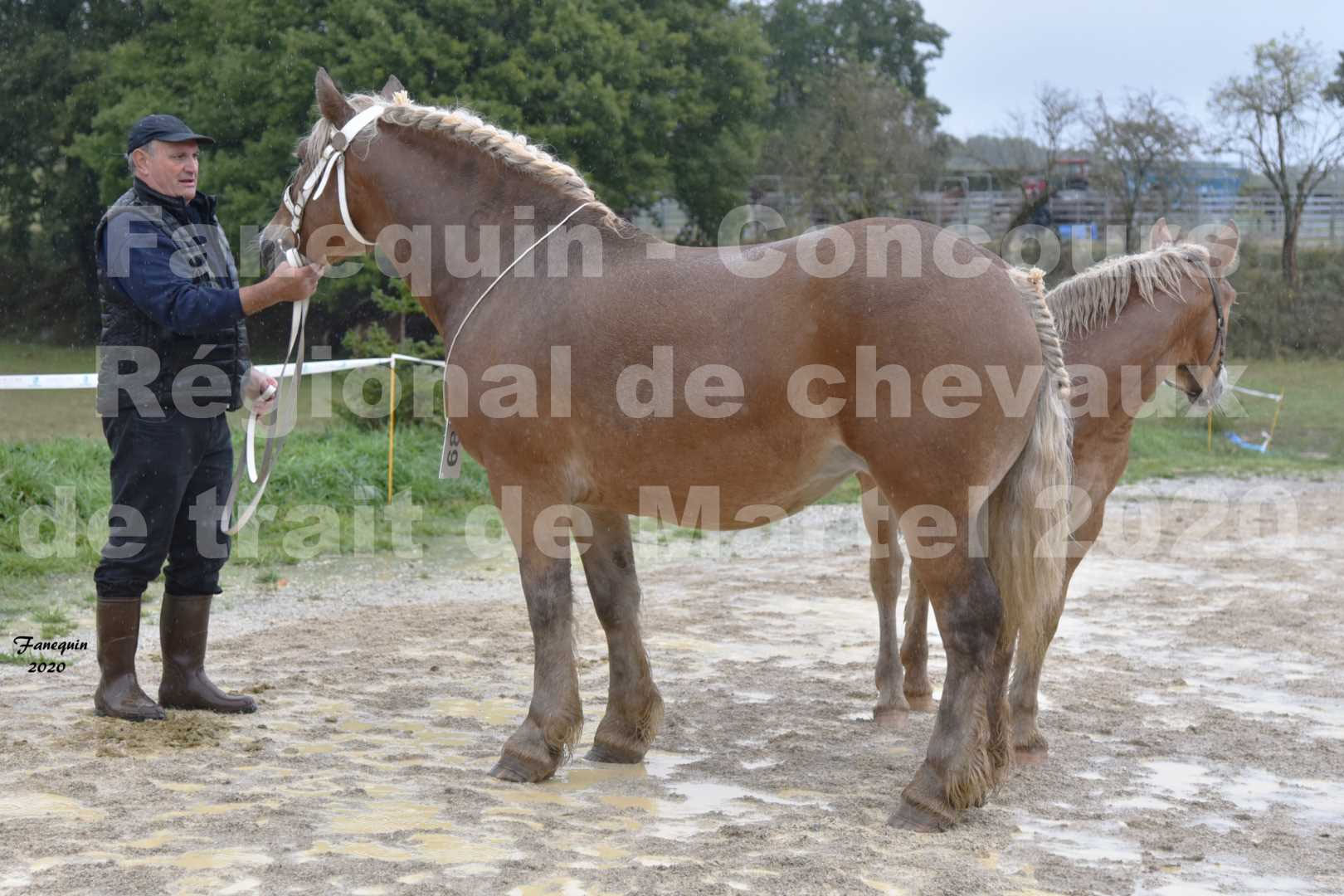 FELINE DU PASSET en 2020 - photographe-chevaux-toutes races