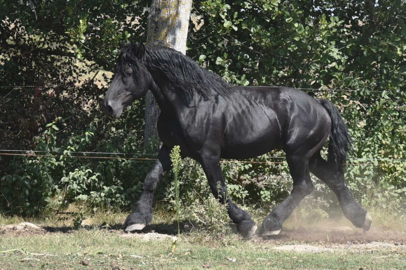 chevaux de traits PERCHERONS - photographe-chevaux-toutes races