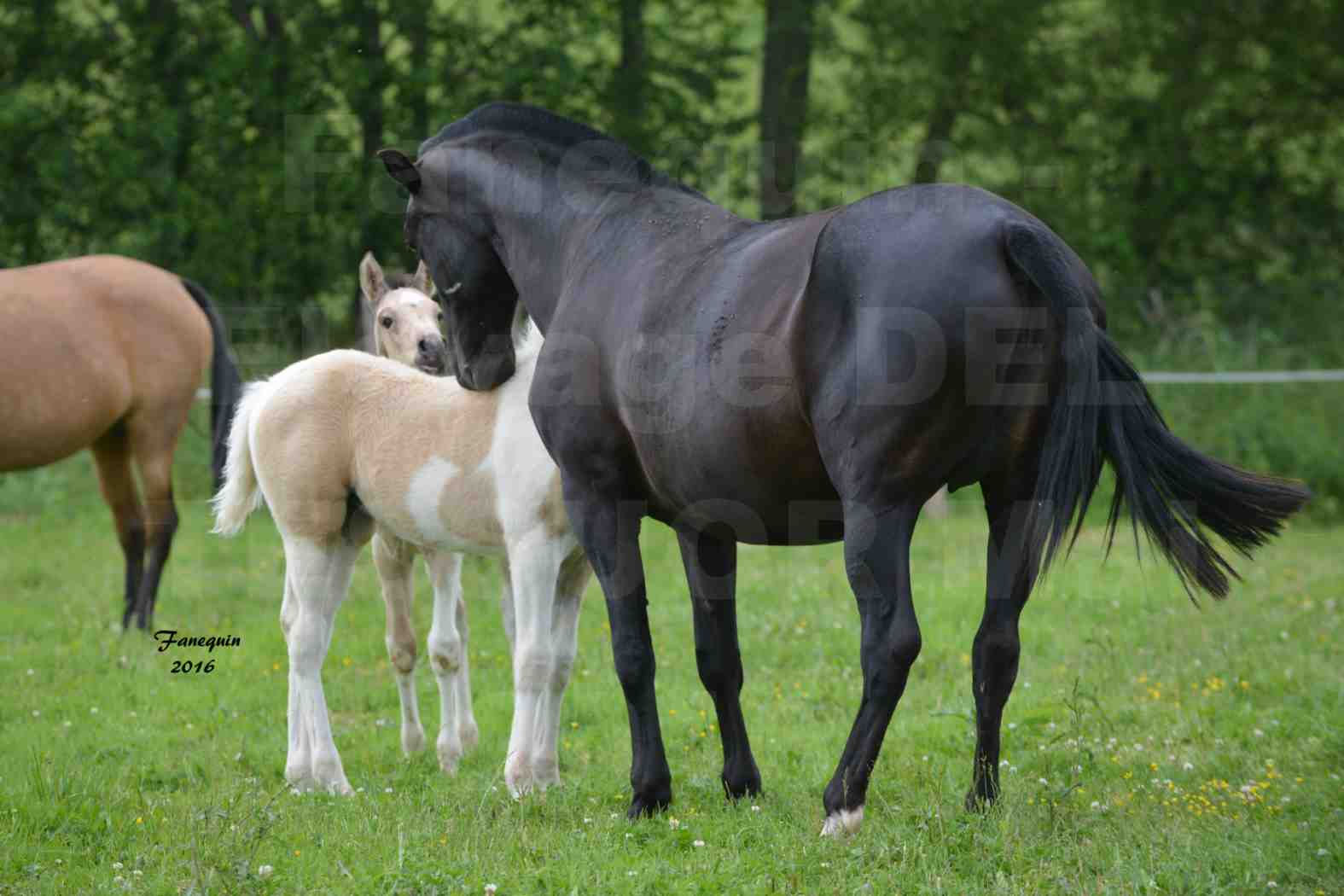 VALENTINA - photographe-chevaux-toutes races