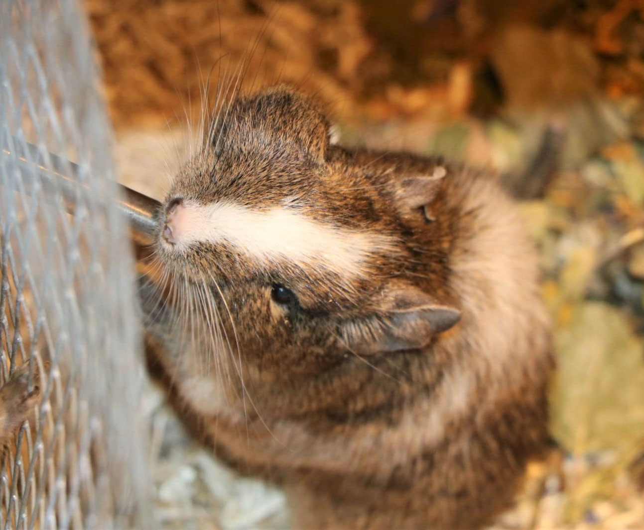 Degu innere Krankheiten, Tumore, Blähungen, Krämpfe - Deguzucht in Bayern