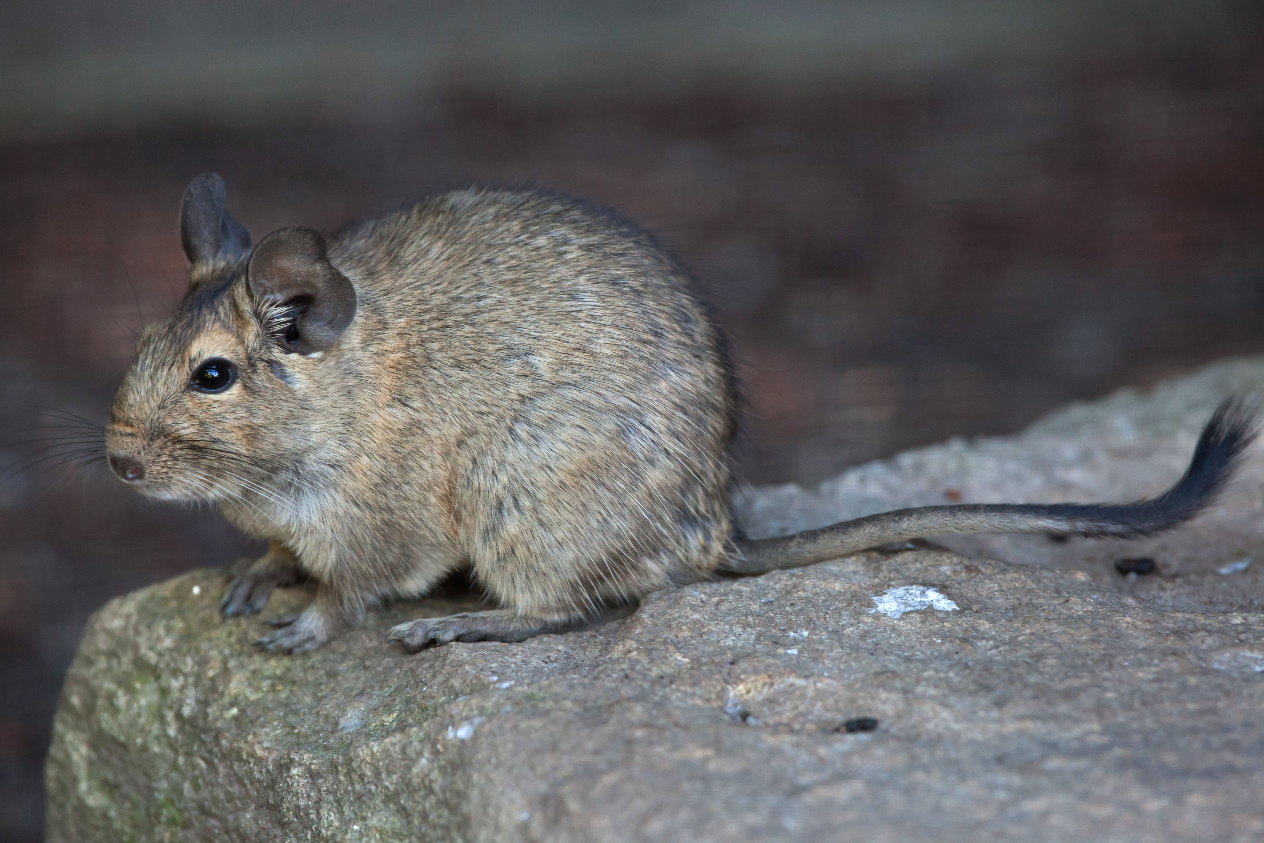 Der Degu - Deguzucht in Bayern