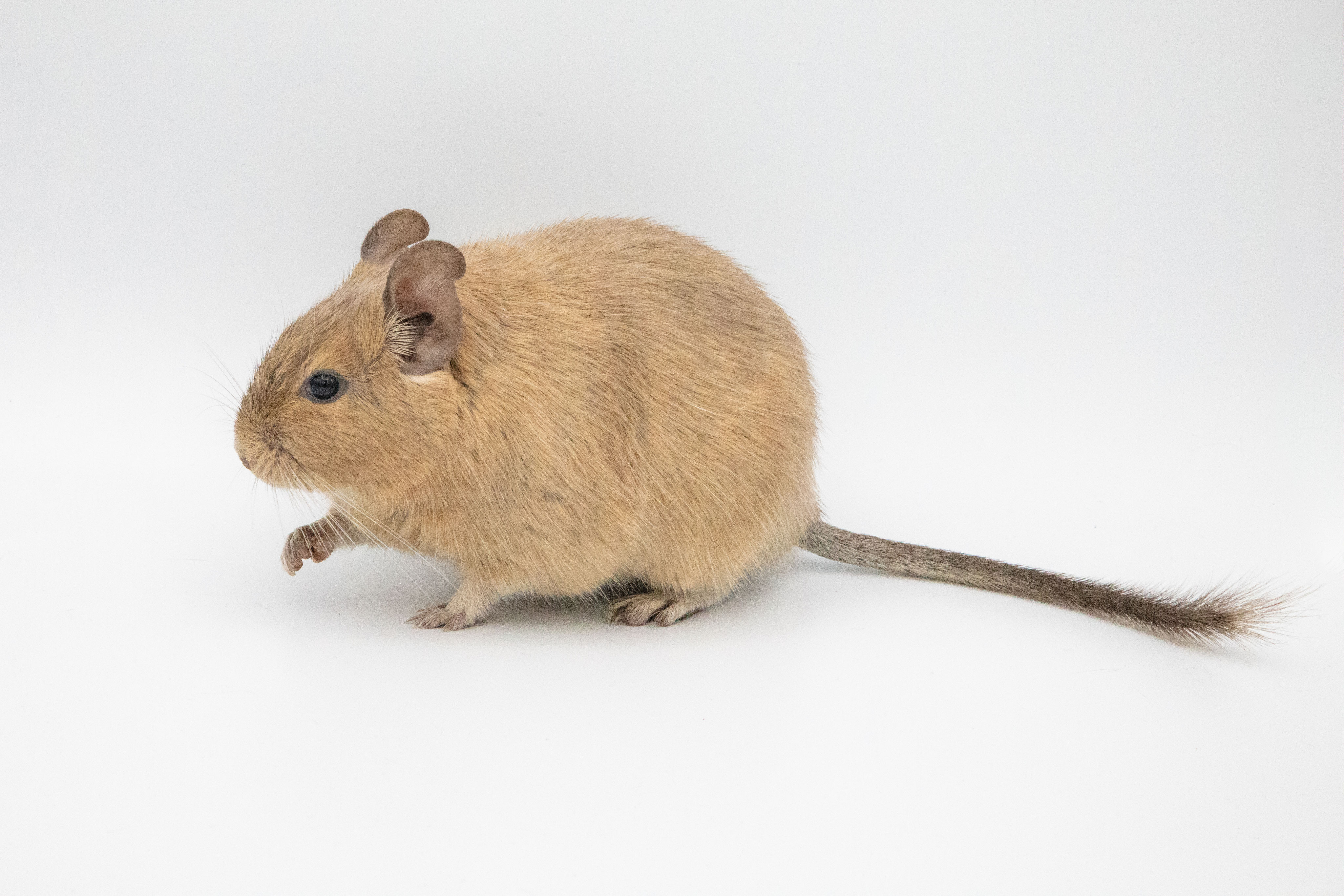 Degu Zuchttiere - Deguzucht in Bayern