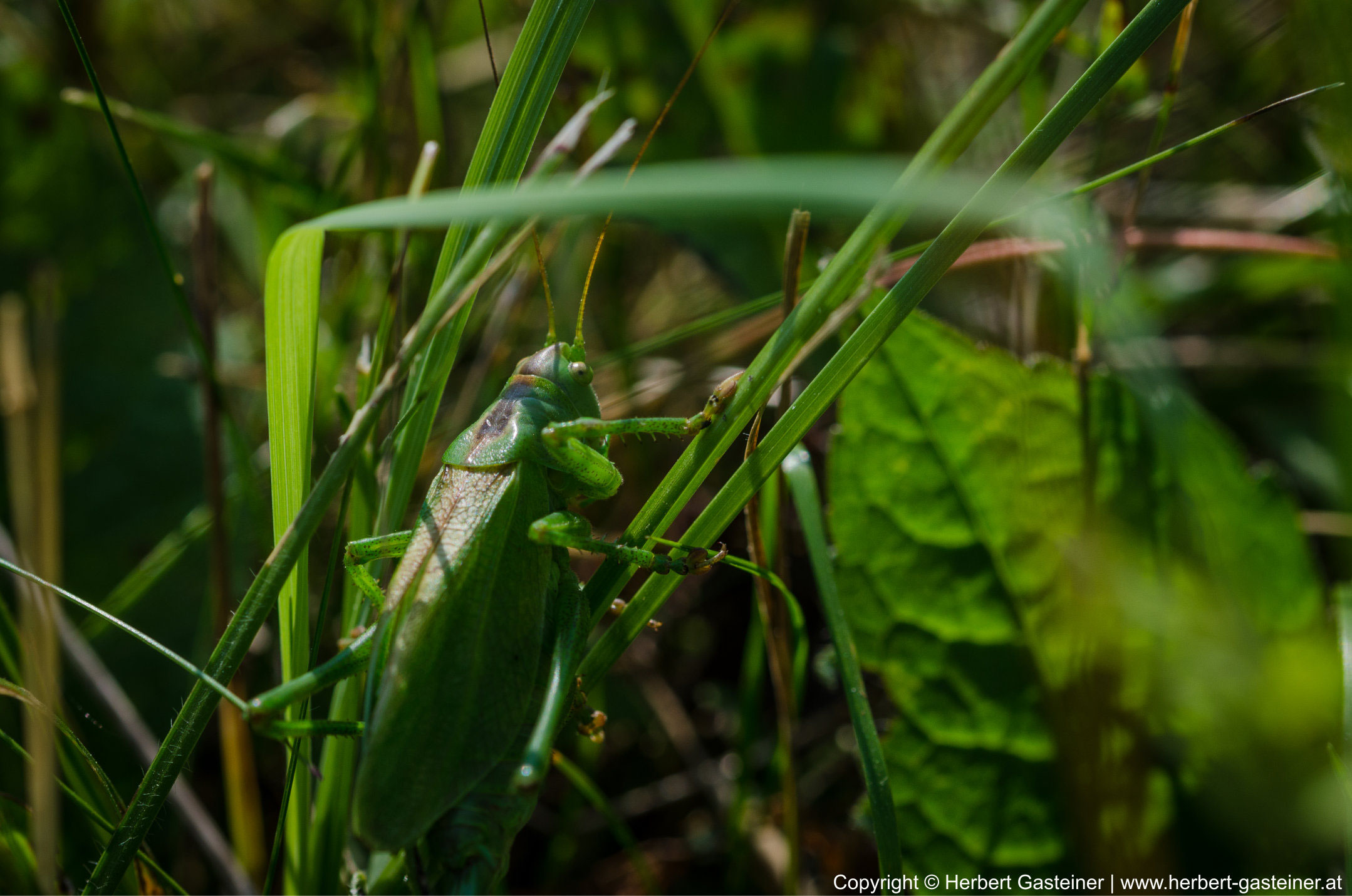 HEUSCHRECKEN (Fotos des Hobbyfotografen Herbert Gasteiner) - Herbert ...