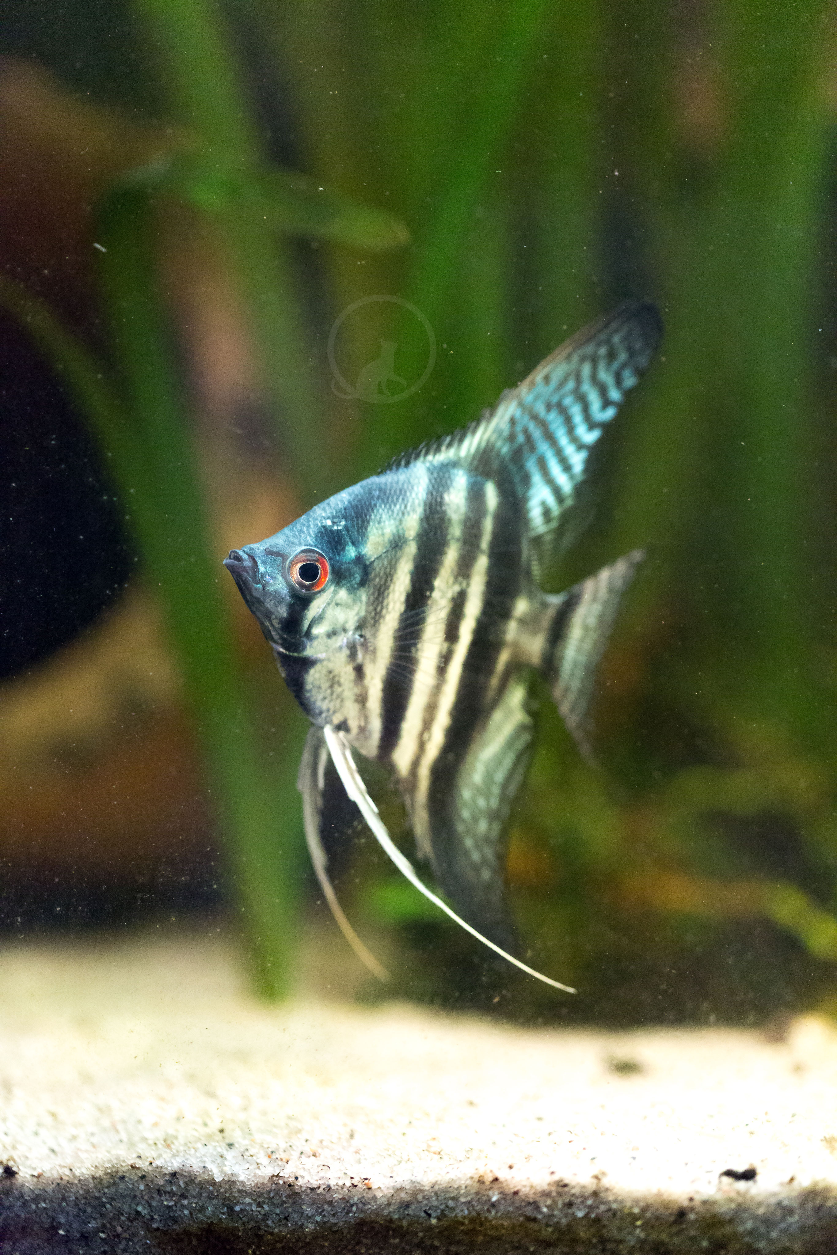 Pinoy Skalare - Felis-silvestris.com