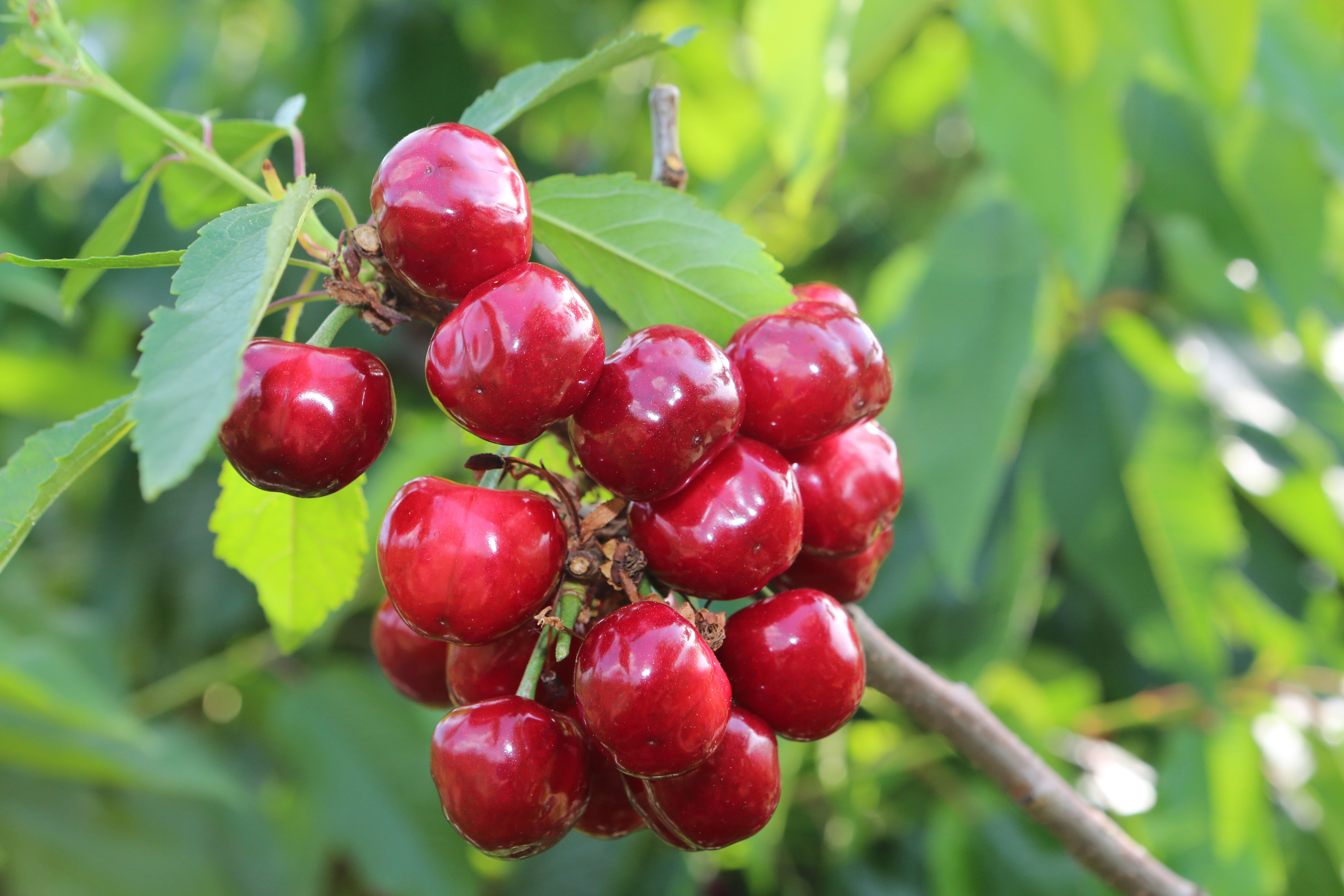 Sommer - Obst vom Bodensee