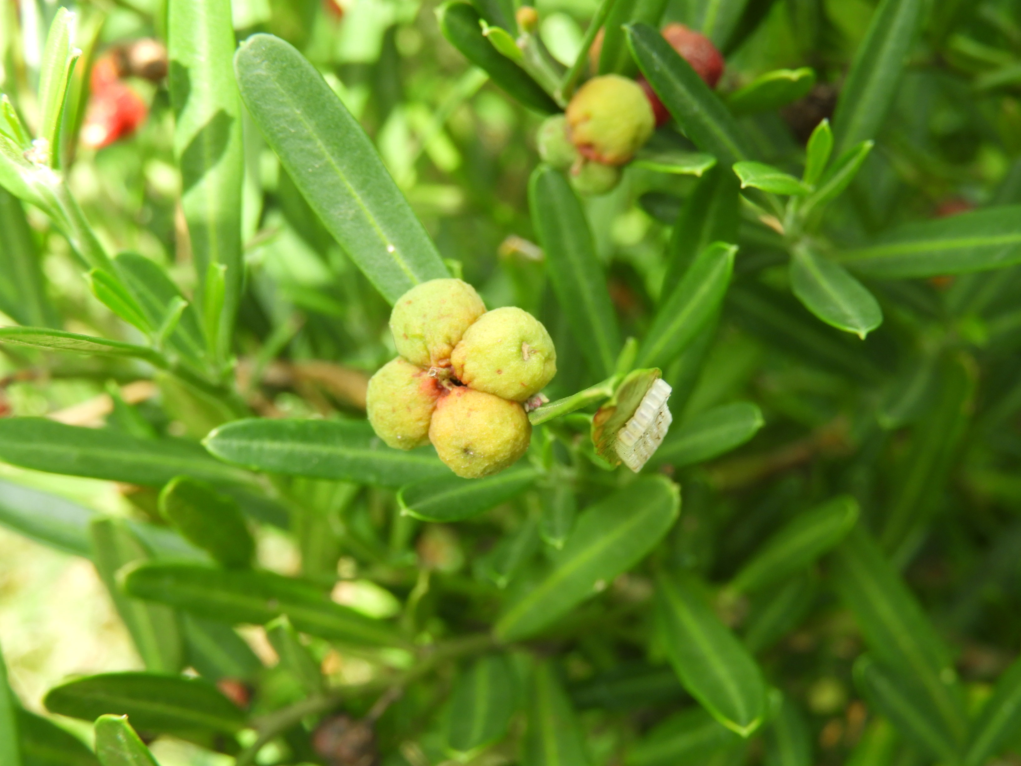 Rutaceae © Mag. Angelika Ficenc - Pflanzenwelten & Kleindenkmäler ...