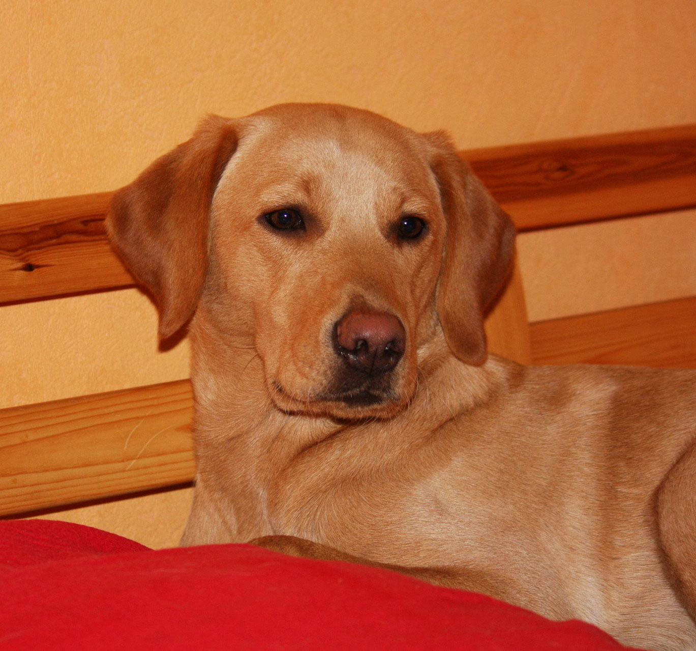 Young Spirit Avid Huckleberry Finn (Rüde GRÜN) - Young Spirit Labrador ...