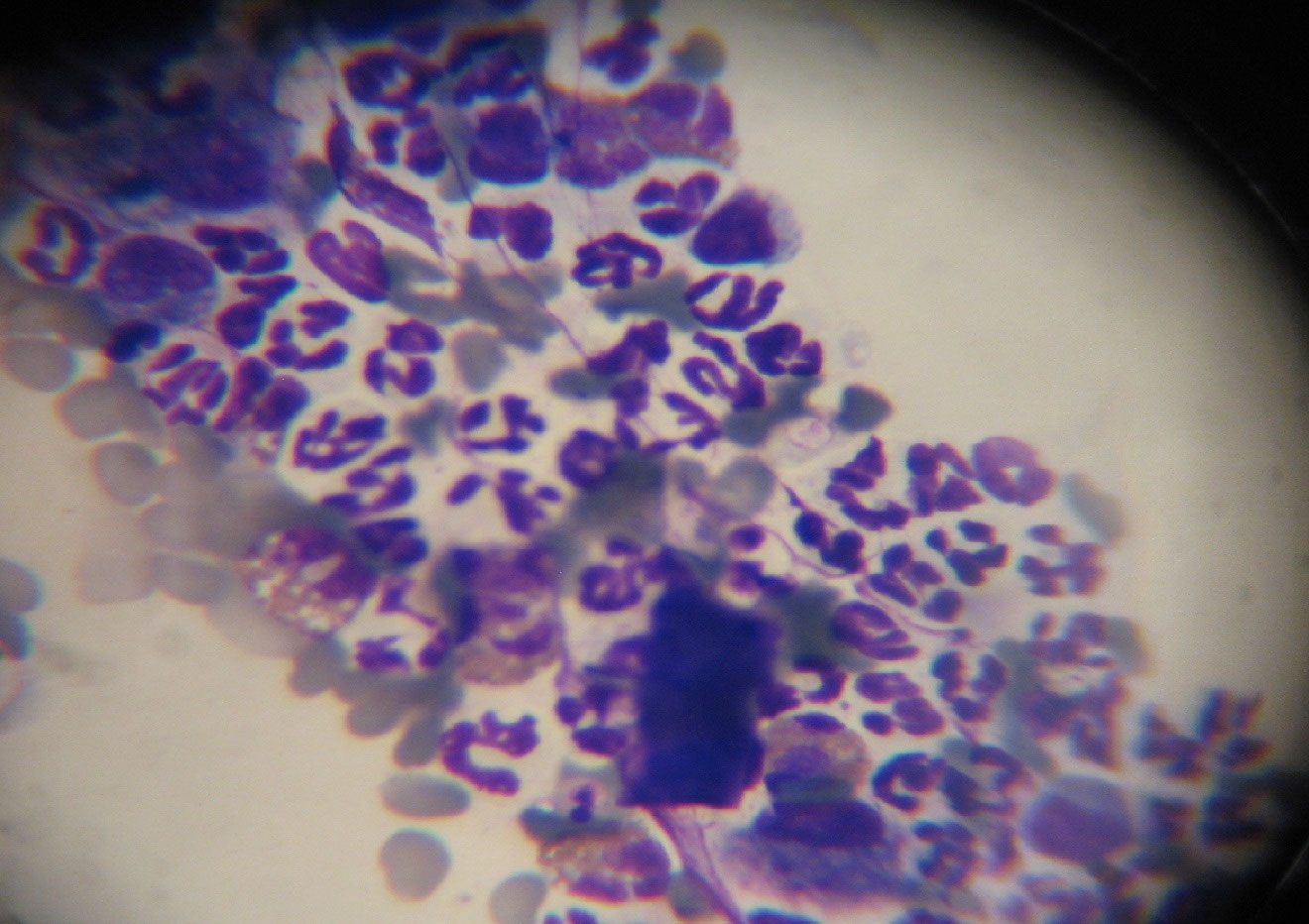 Follikulitis /Furunkulose (Kinn- bzw. Hundeakne) - Tierarzt-Haut ...