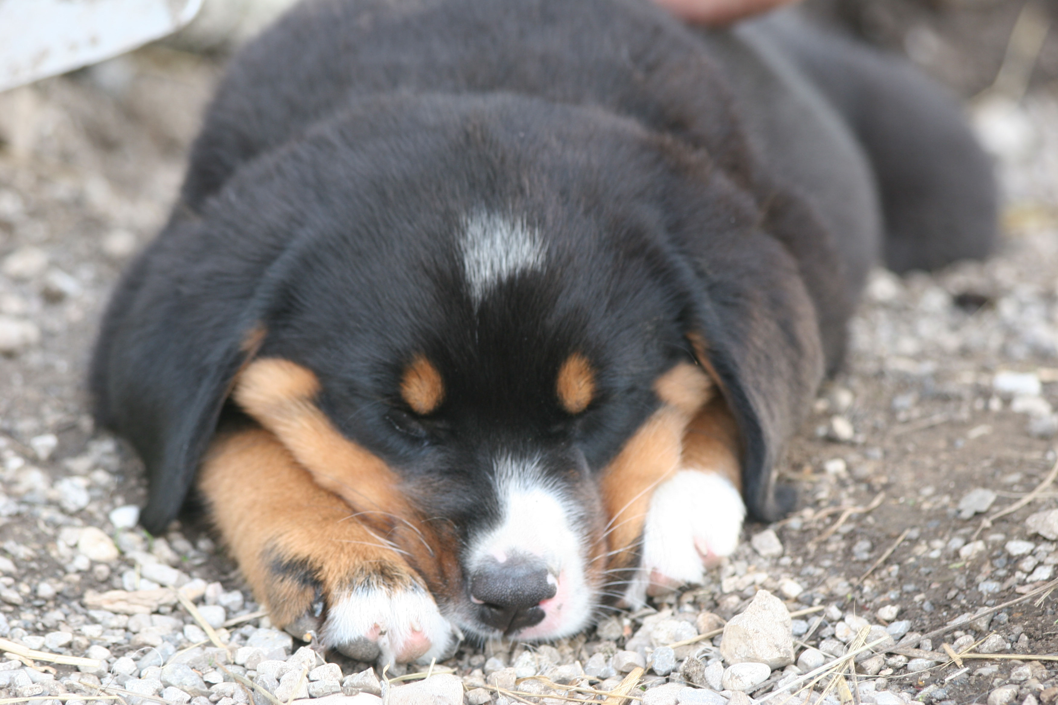 Swissydog Welpen 2017 - schweizersennenhundes Webseite!
