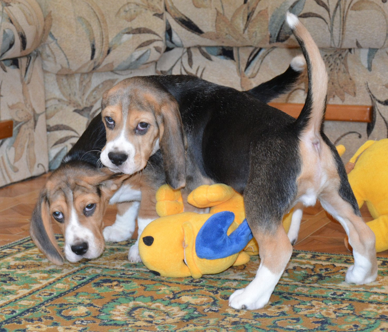 Heaven's Halberd Darling Joy - darlingjoy