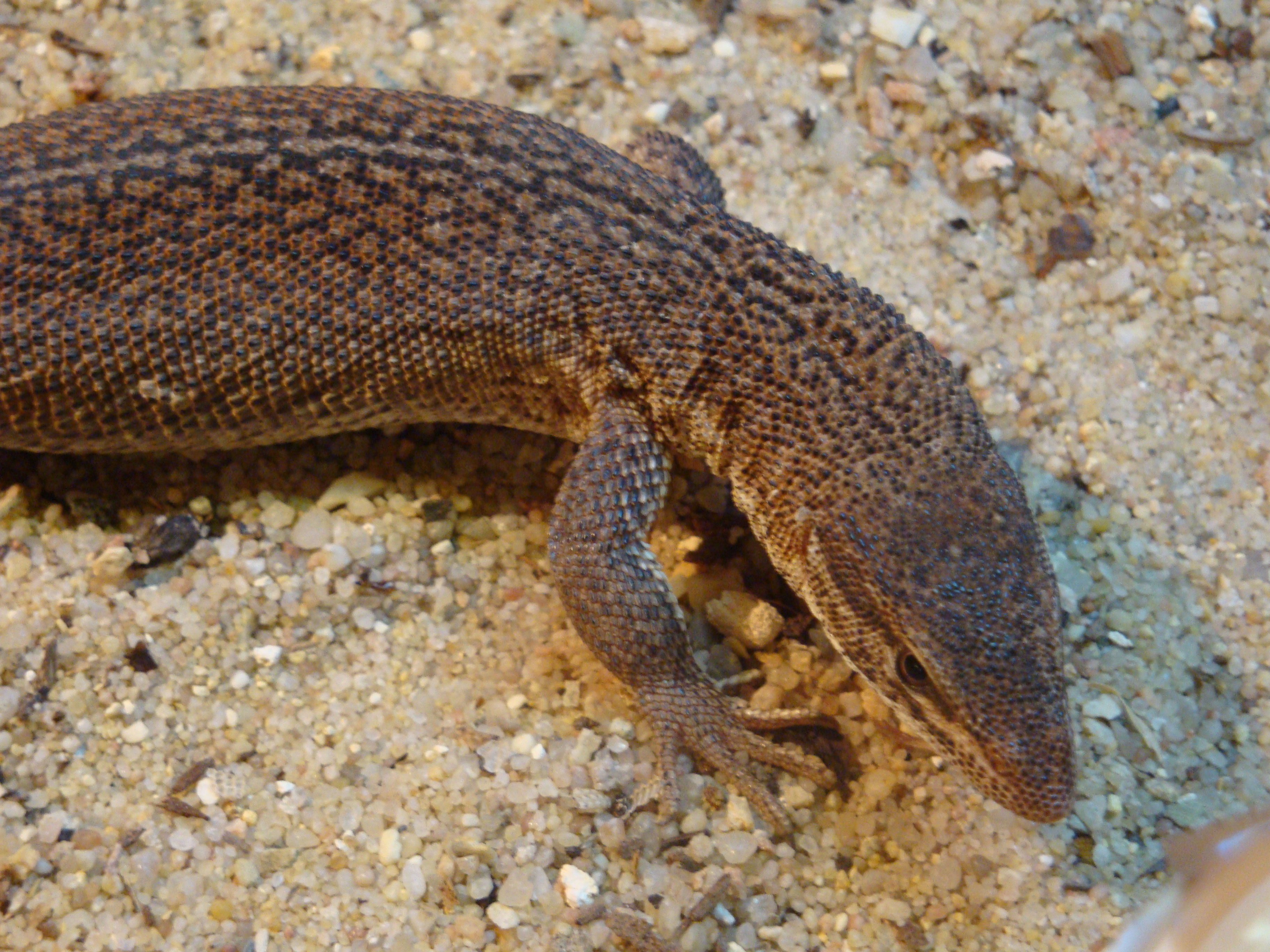 Varanus storri - Zucht und Haltung australischer Warane und Echsen
