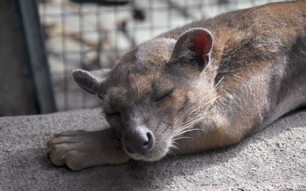 Daniel Bauer Photography - Zoo Photography