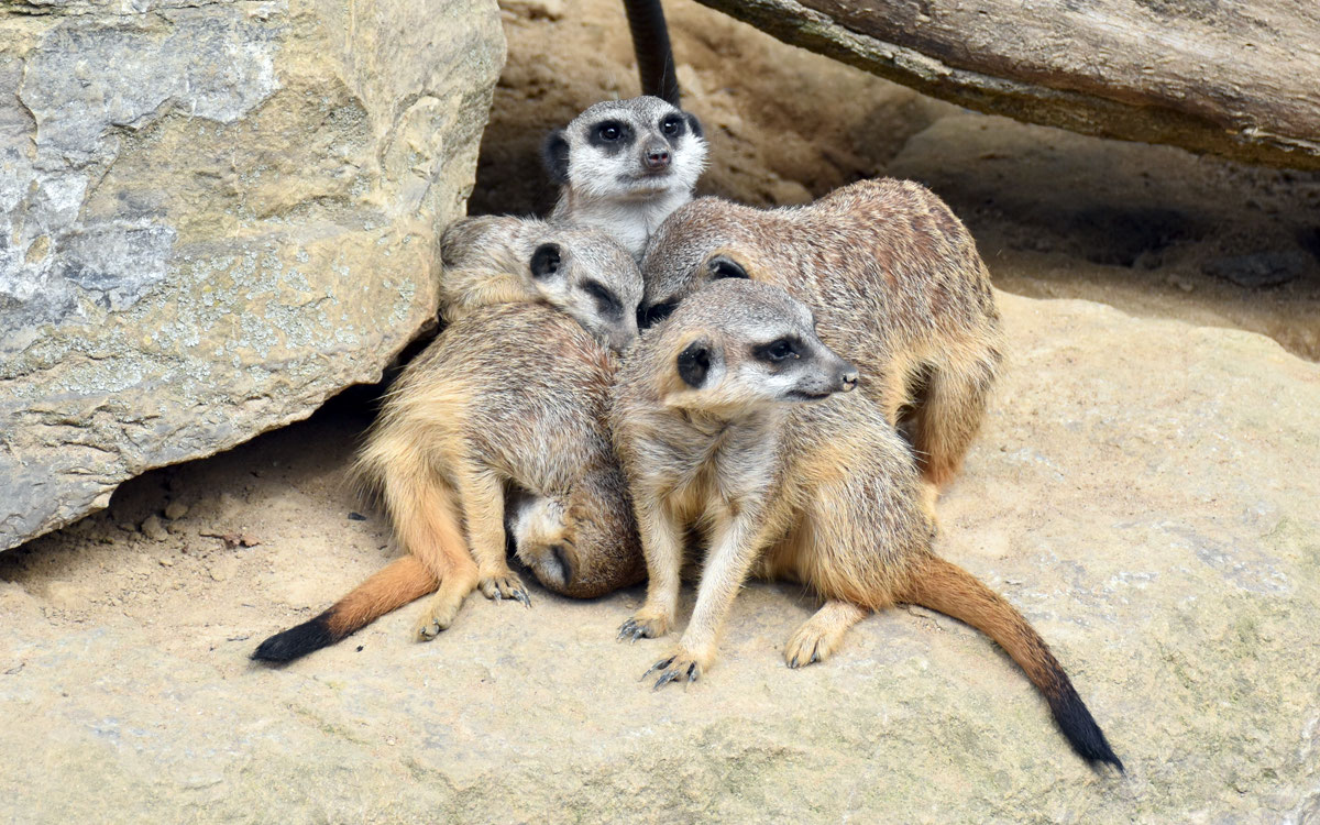 Zoo Animals - Zoo Photography