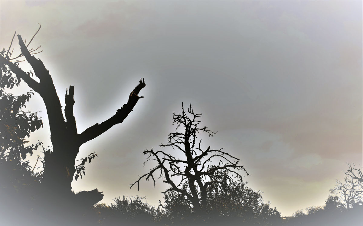 Weather Arts - Zoo Photography