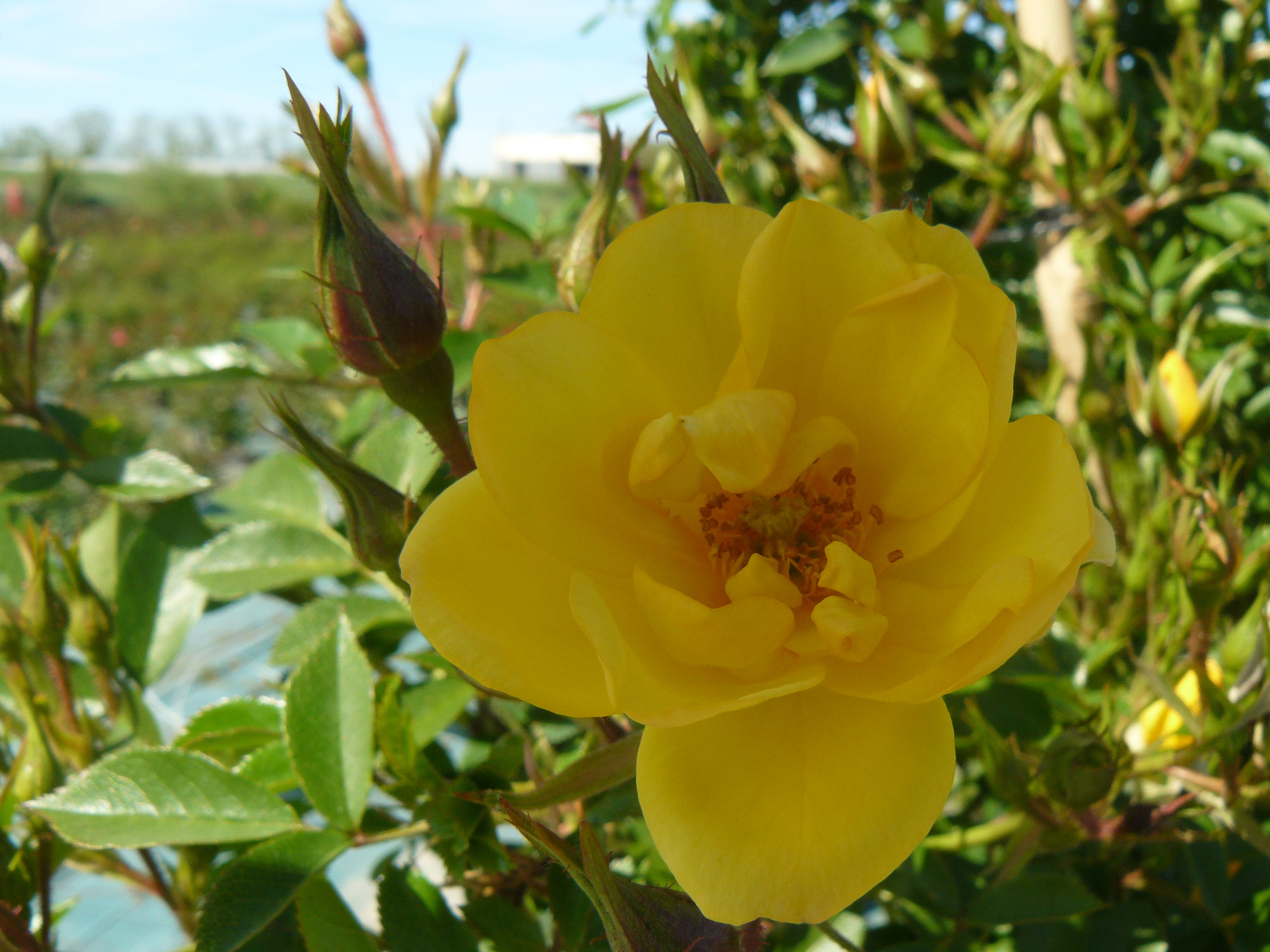 culture et vente de rosier Pleureur - Aquitaine - Lot & Garonne 47 ...