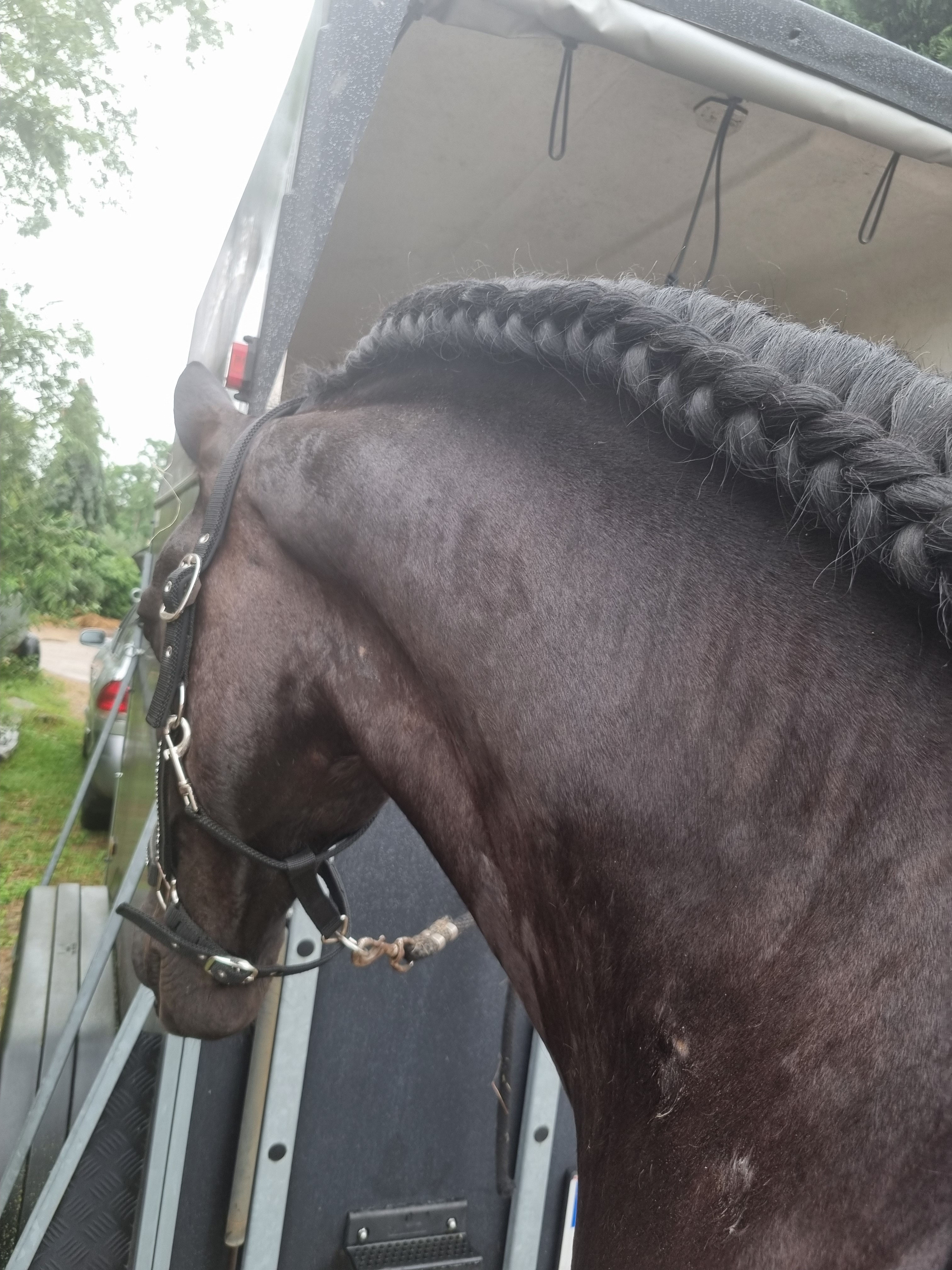 Kurs Nicole und Valentino - showteam-la-passions Webseite!