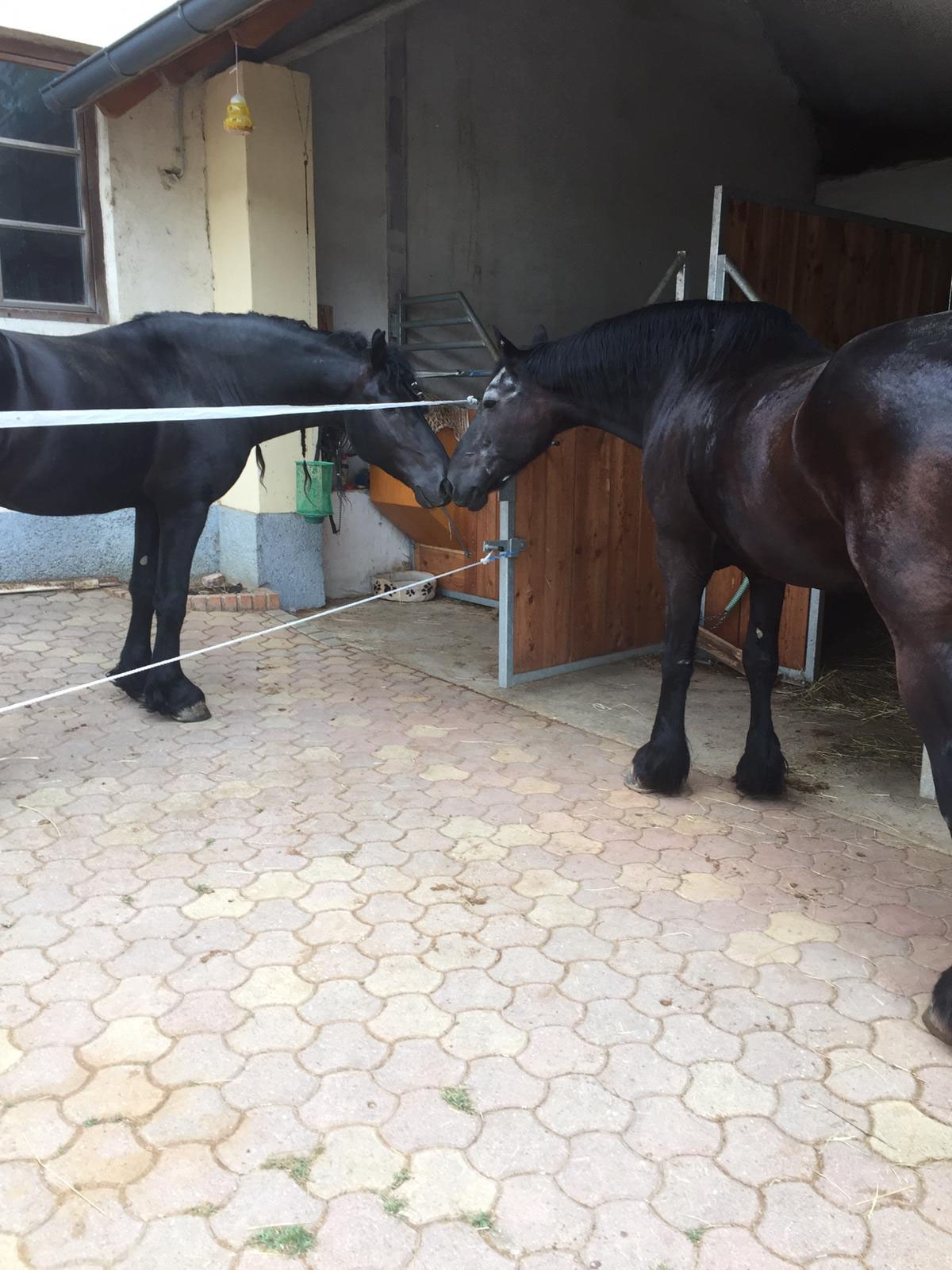 Kurzurlaub Teseo - showteam-la-passions Webseite!