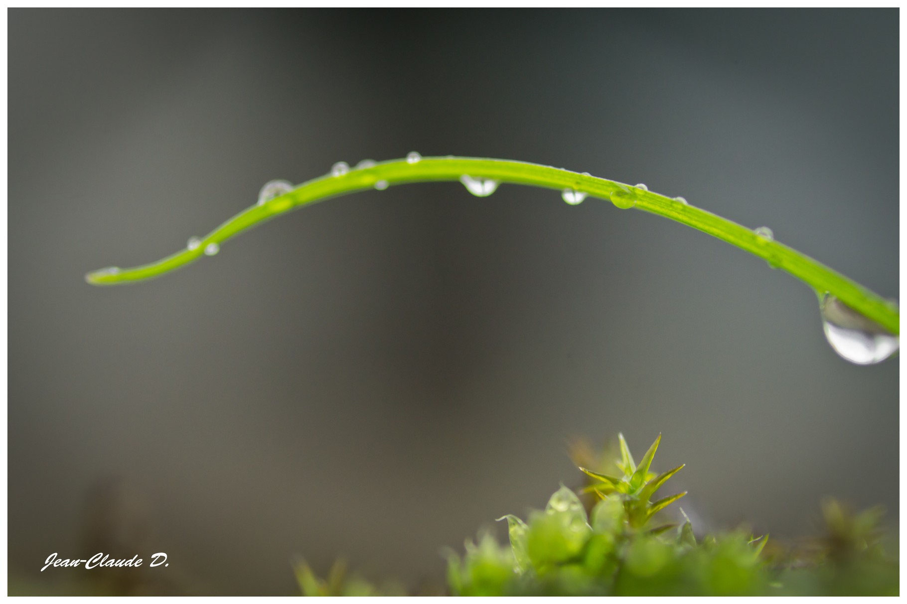 Photographie Macro - Site de jeanclaudederese