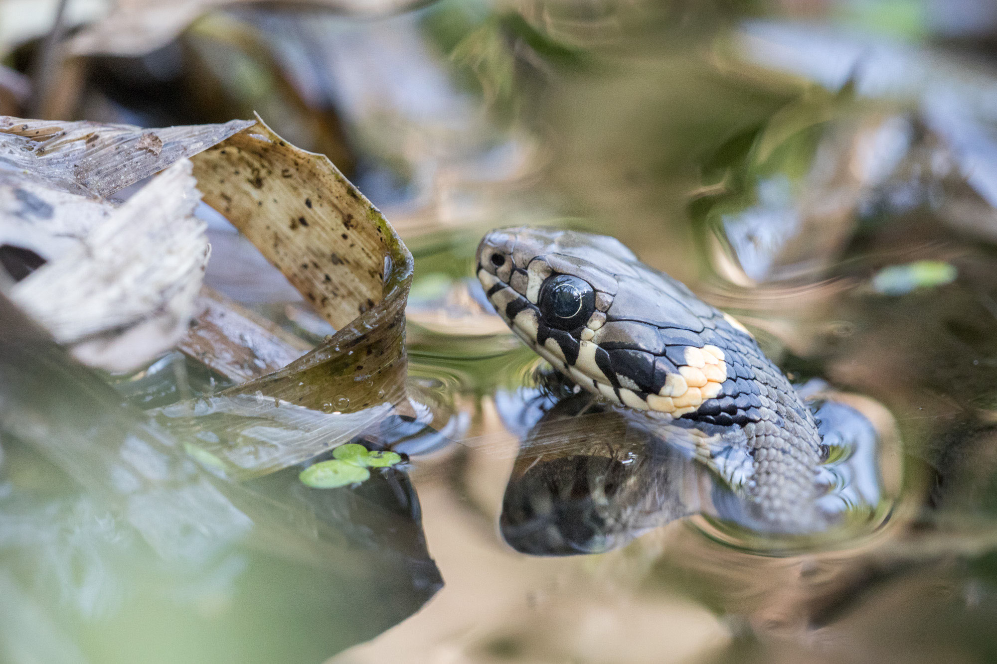 ringelnatter - foto-pils