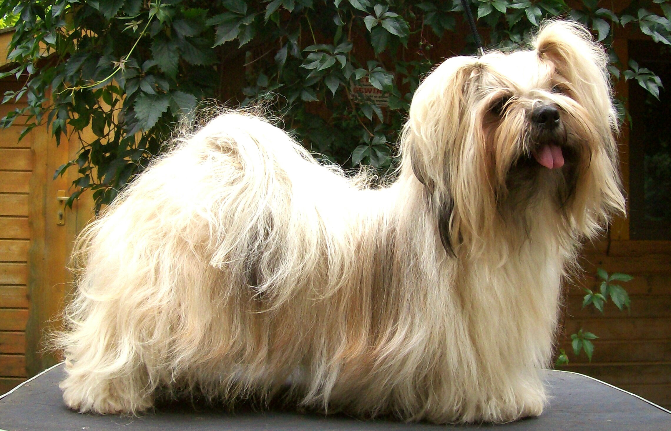 Lhasa Apso - privat - lhasa-apso-tibethundes Webseite!