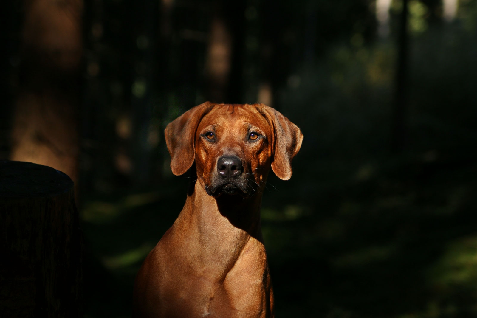 Photos of Jatoo - Nyangoma