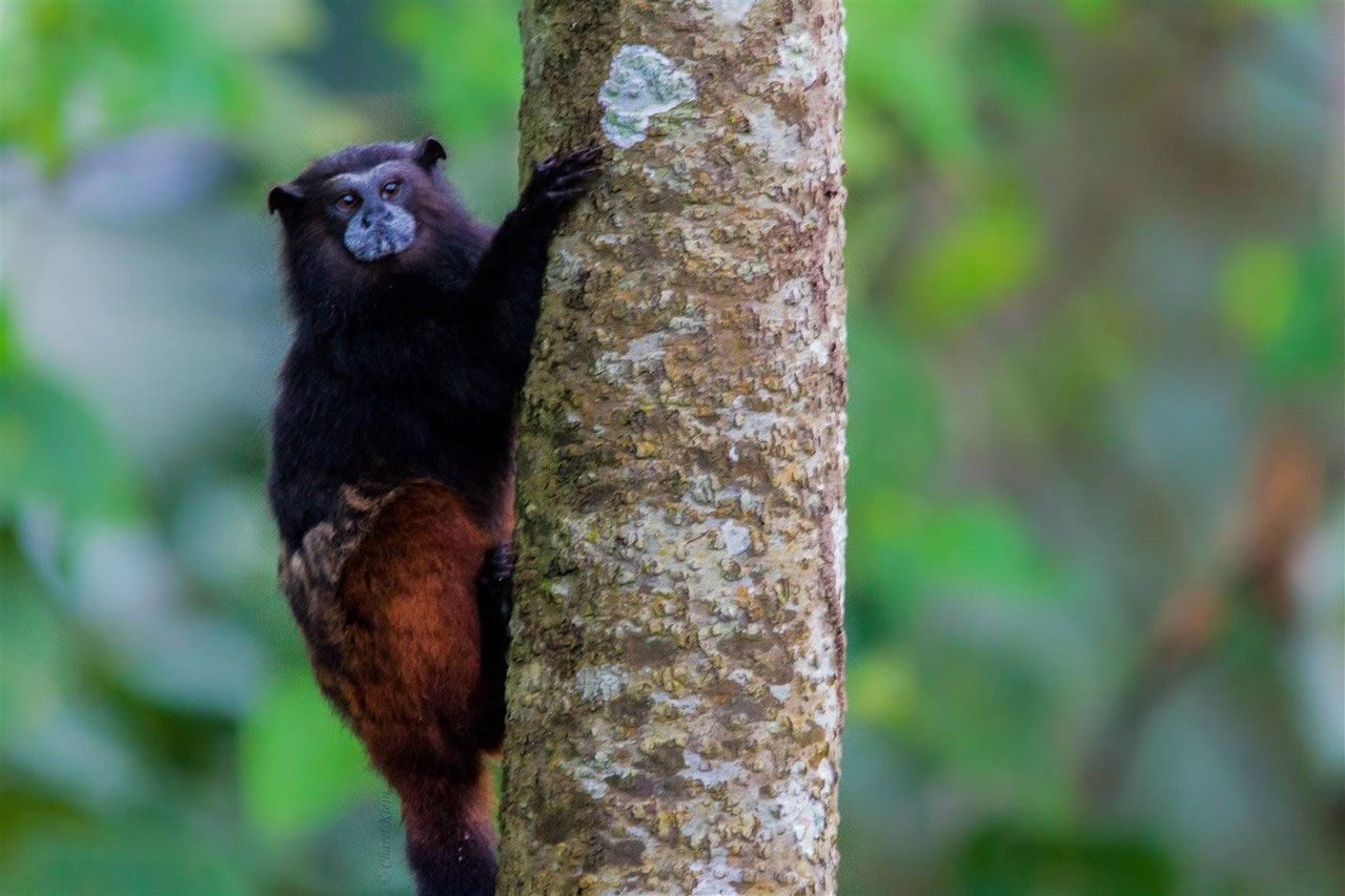 Brown-mantled Tamarin - Facts | Description | Diet - Primates Park